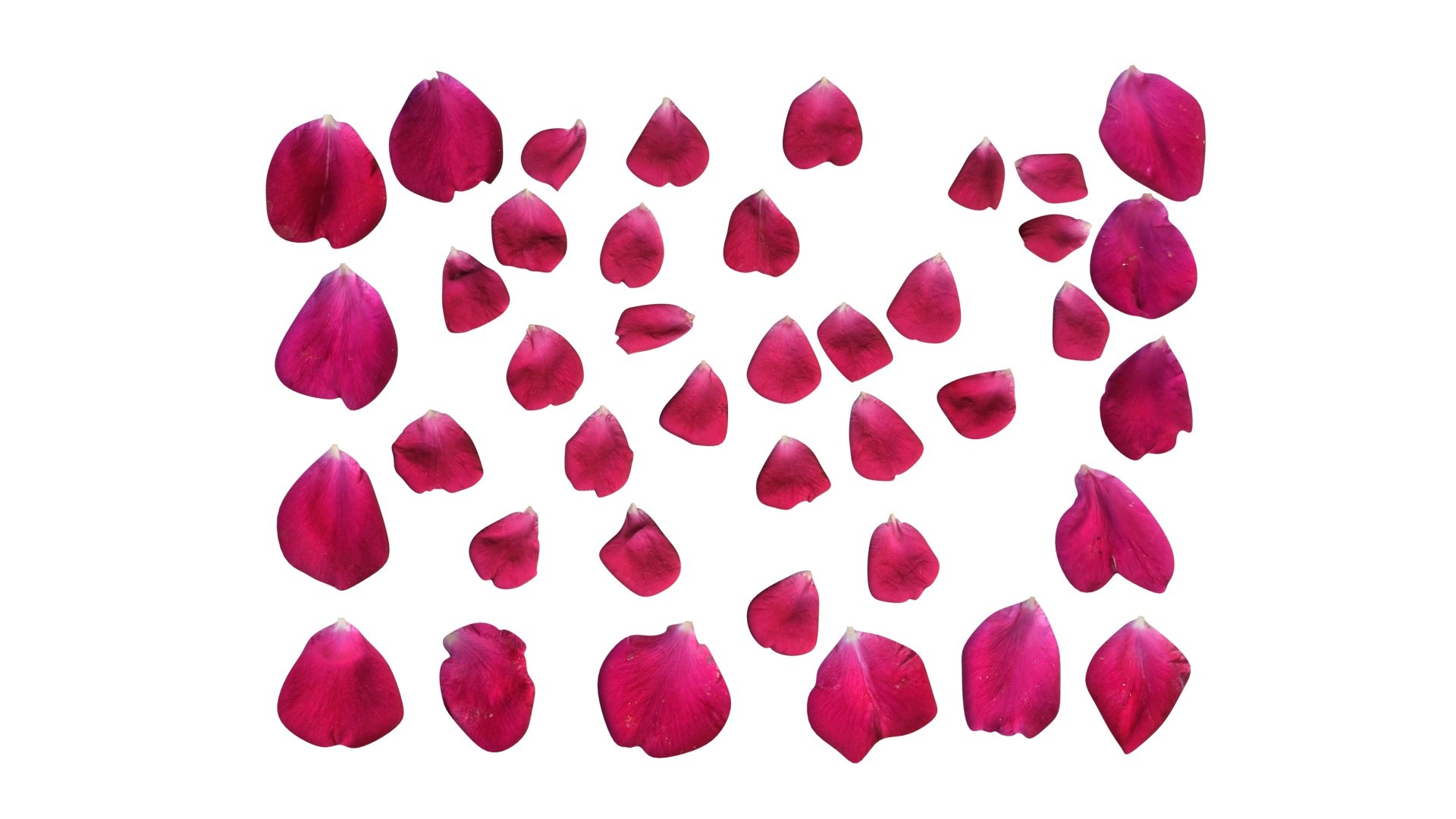 3D Rose Petals - TurboSquid 2119782
