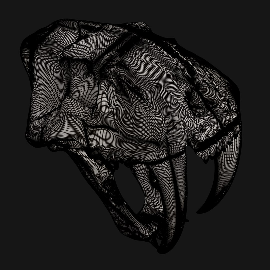 Smilodon Skull Model - TurboSquid 1893459