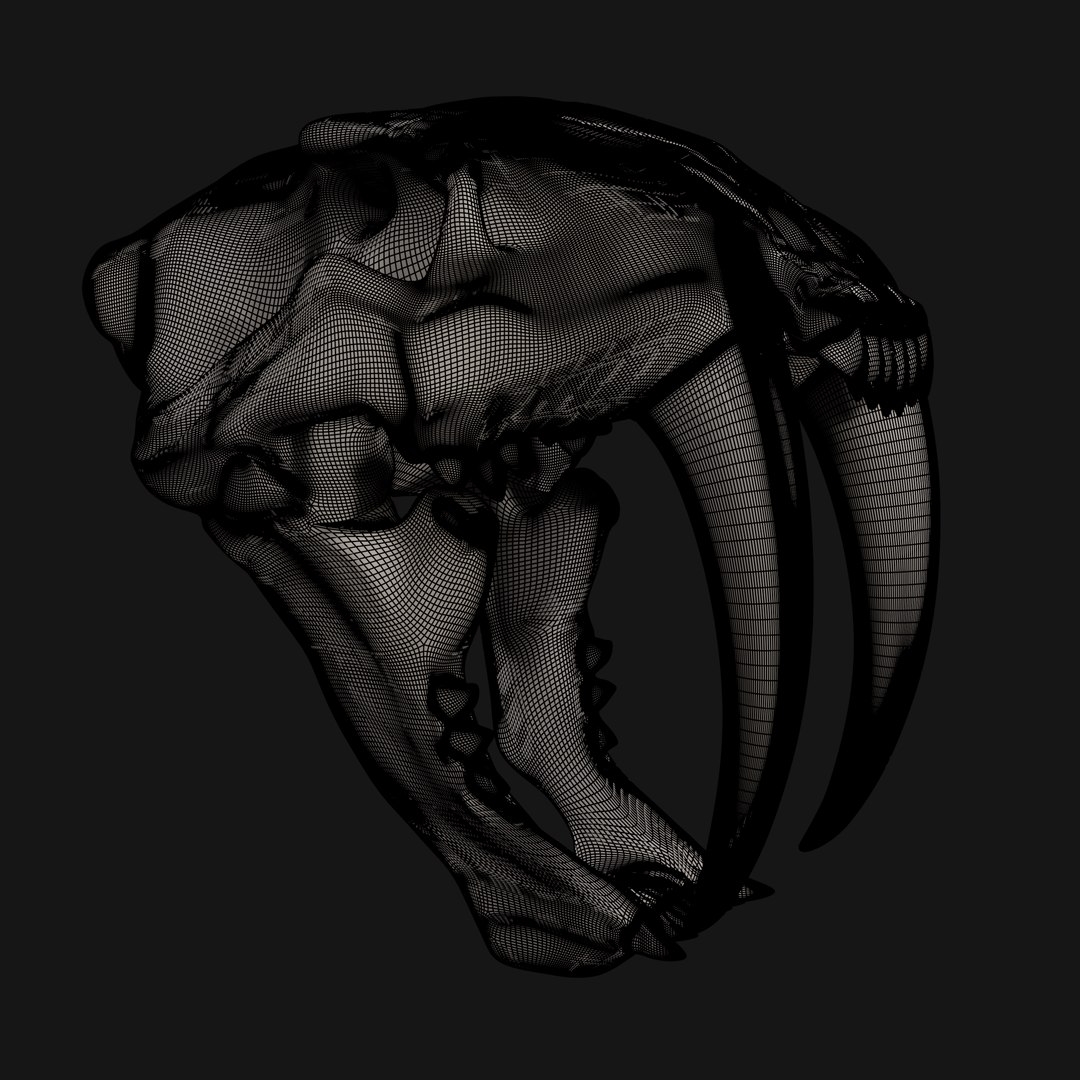 Smilodon Skull Model - TurboSquid 1893459