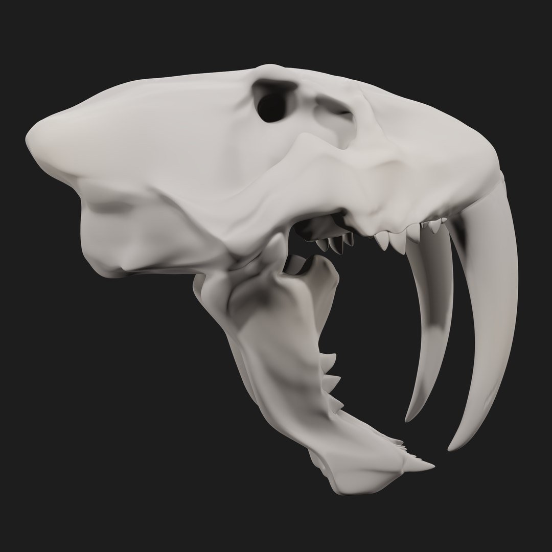Smilodon Skull Model - TurboSquid 1893459