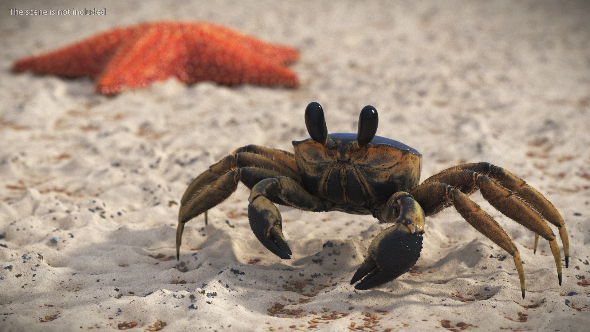 Ghost Crab Crustacean Black Fur 3D Model - TurboSquid 2419922