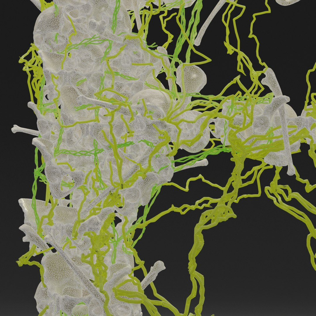 3D letter f bones skeleton - TurboSquid 1546115