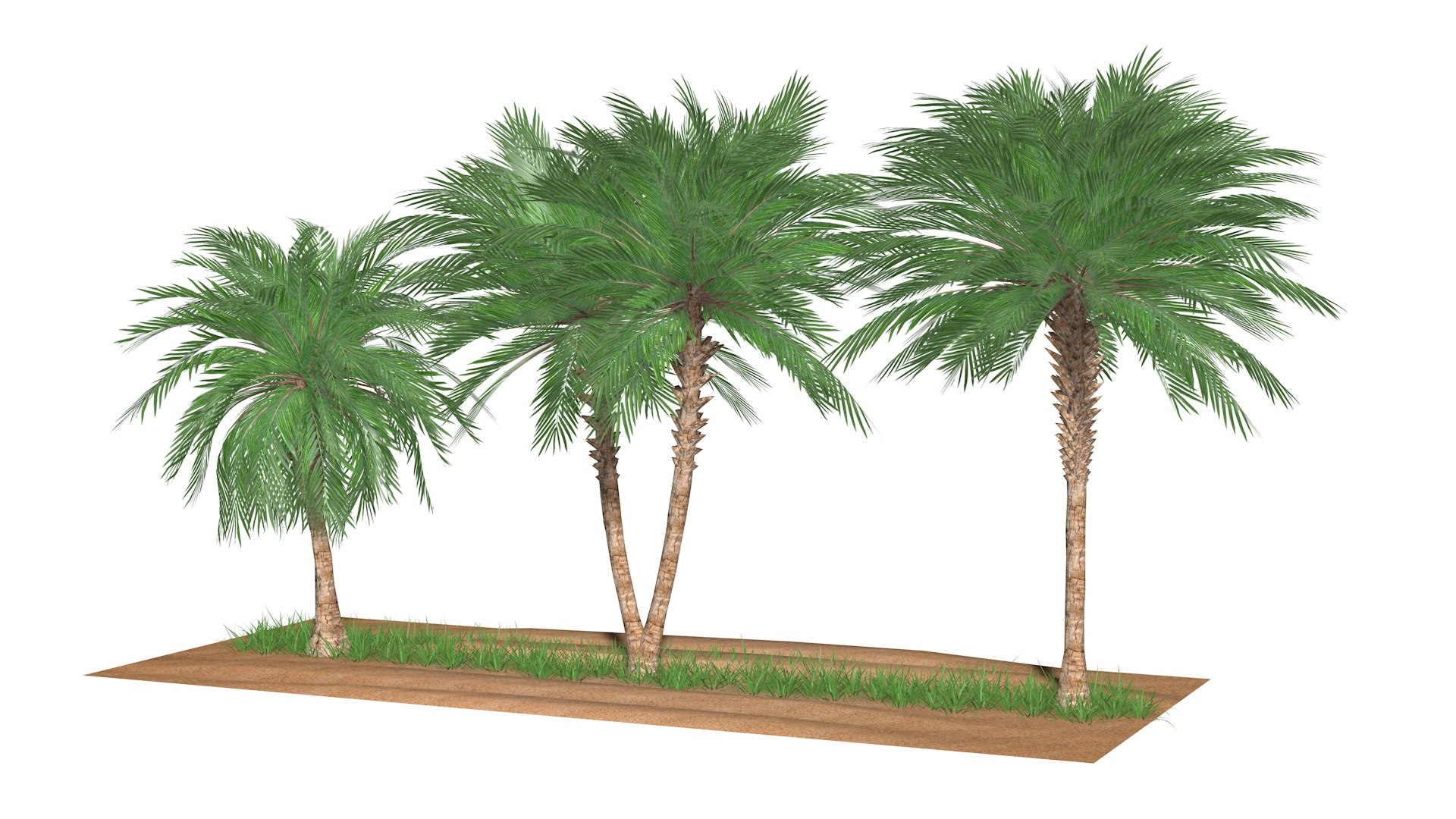 Three palms set model - TurboSquid 1775627