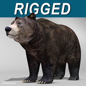 Rigged And Low Poly Brown Bear 3D Models For Download | TurboSquid