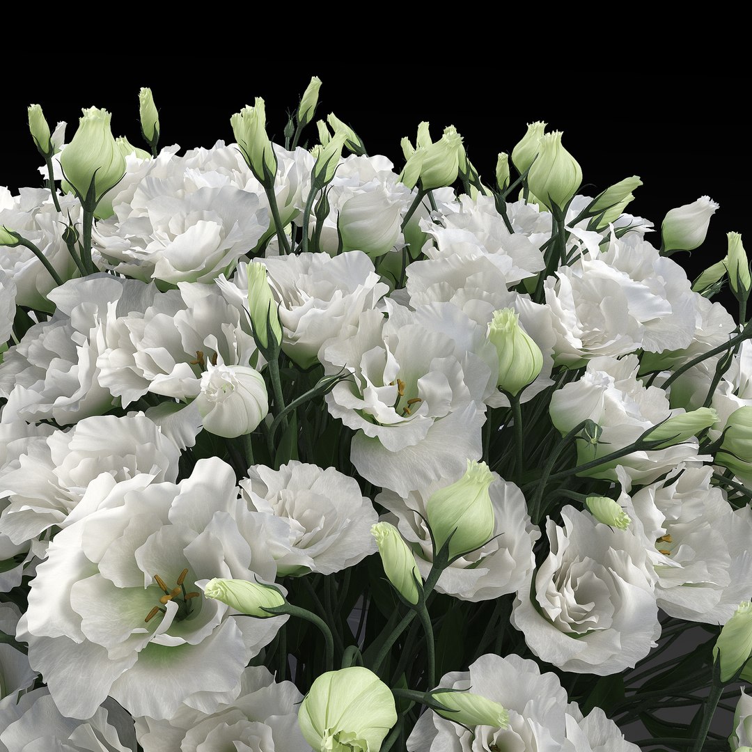 3D Eustoma - TurboSquid 1331924