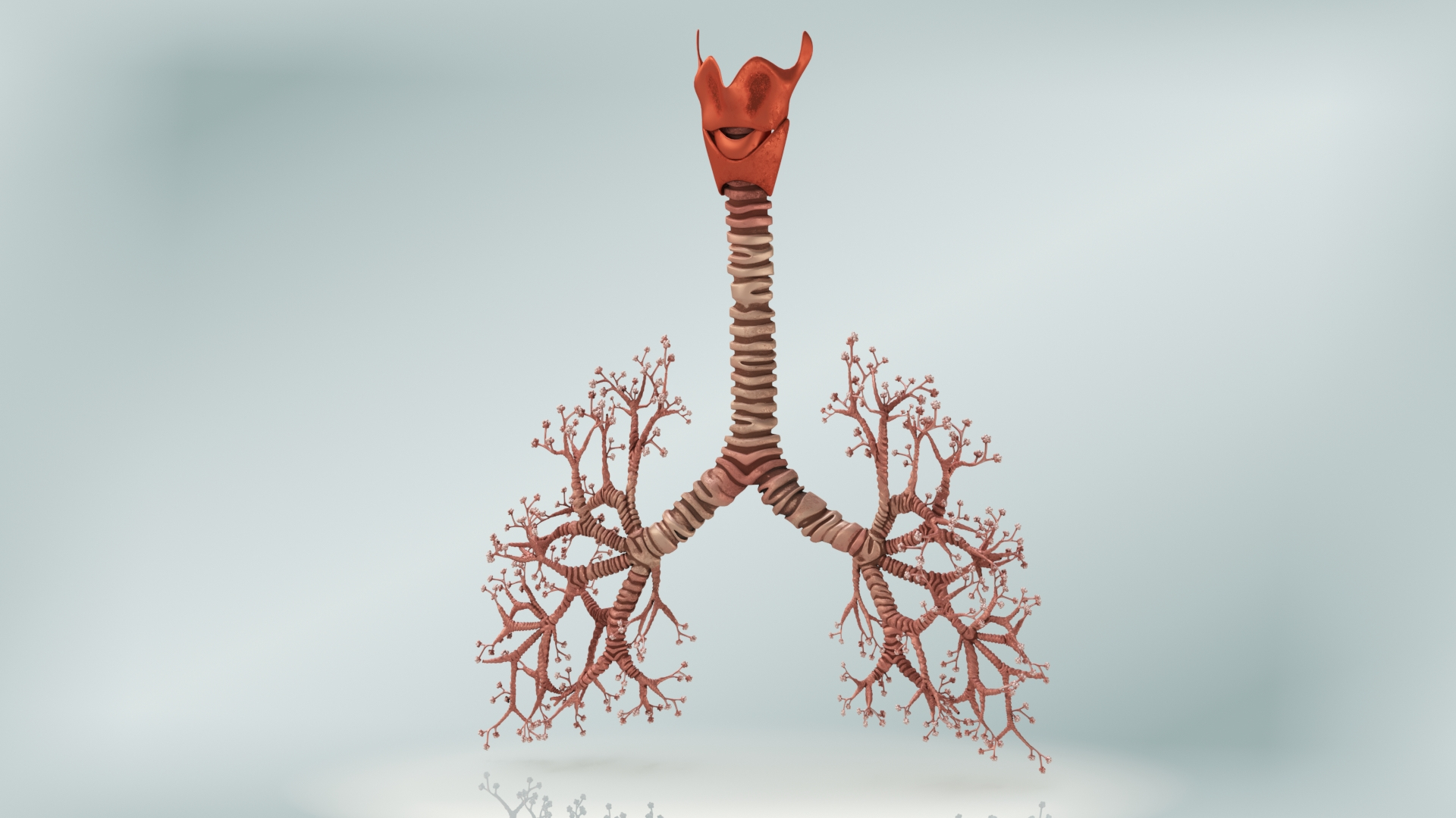 3D Lungs Bronchial Tree Bronchus - TurboSquid 1663609