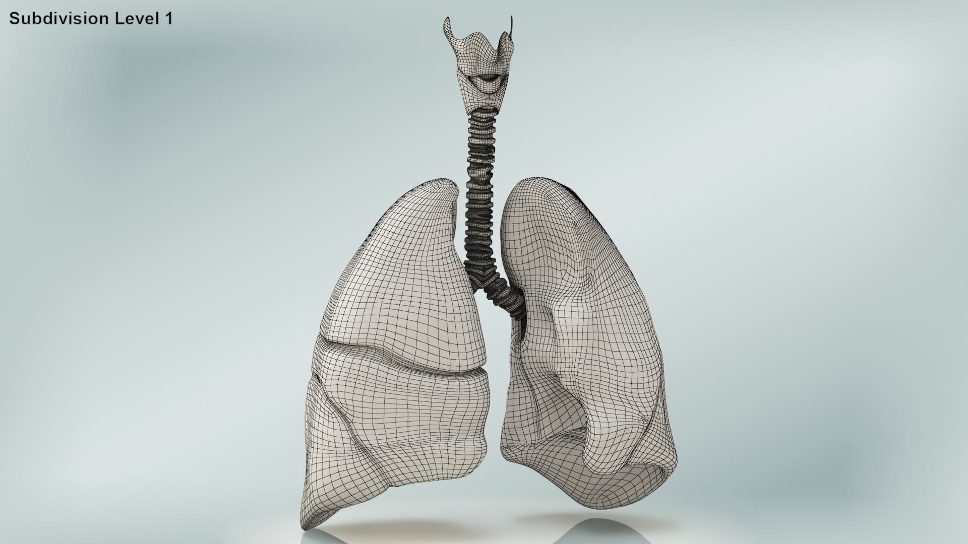 3D Lungs Bronchial Tree Bronchus - TurboSquid 1663609