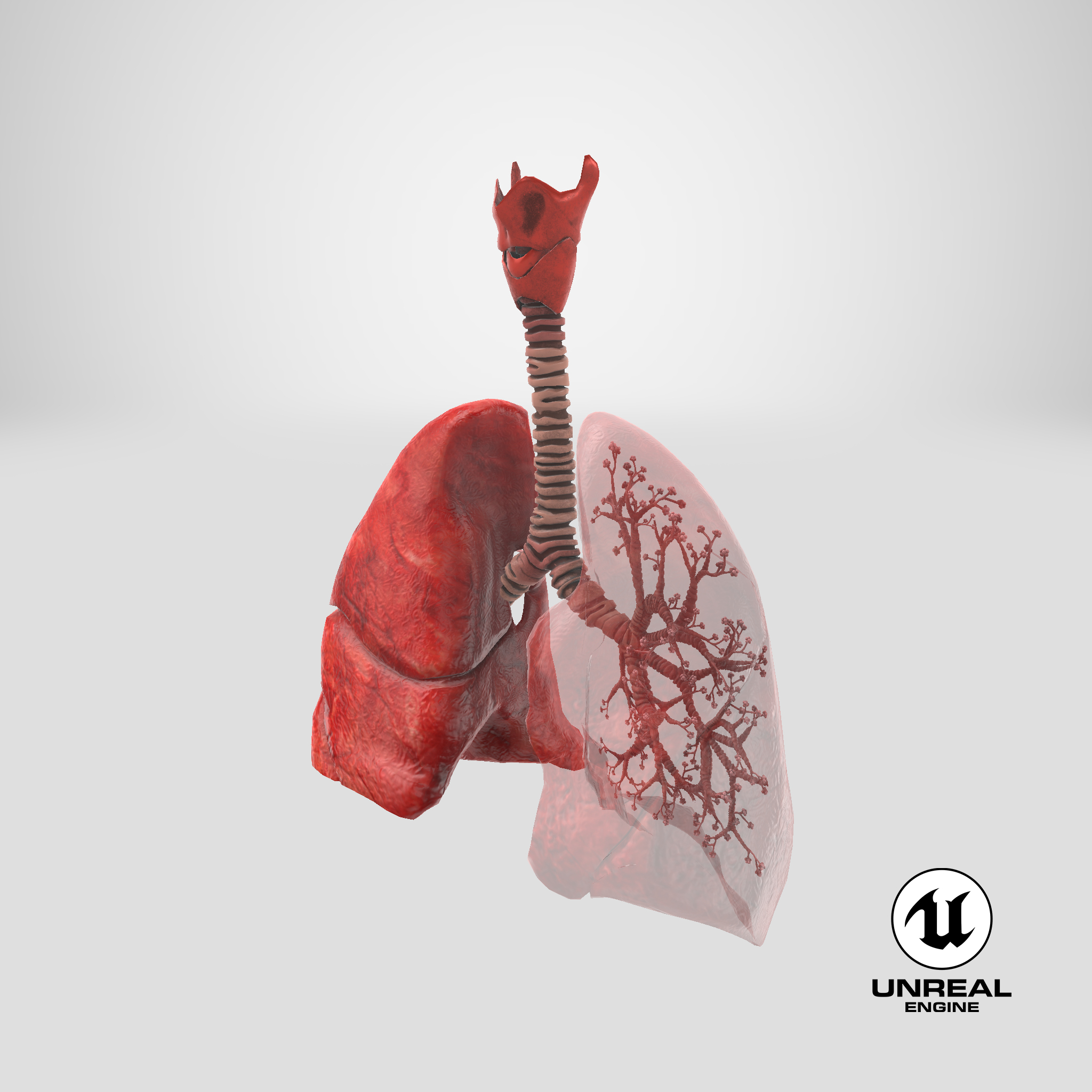 3D lungs bronchial tree bronchus - TurboSquid 1663609