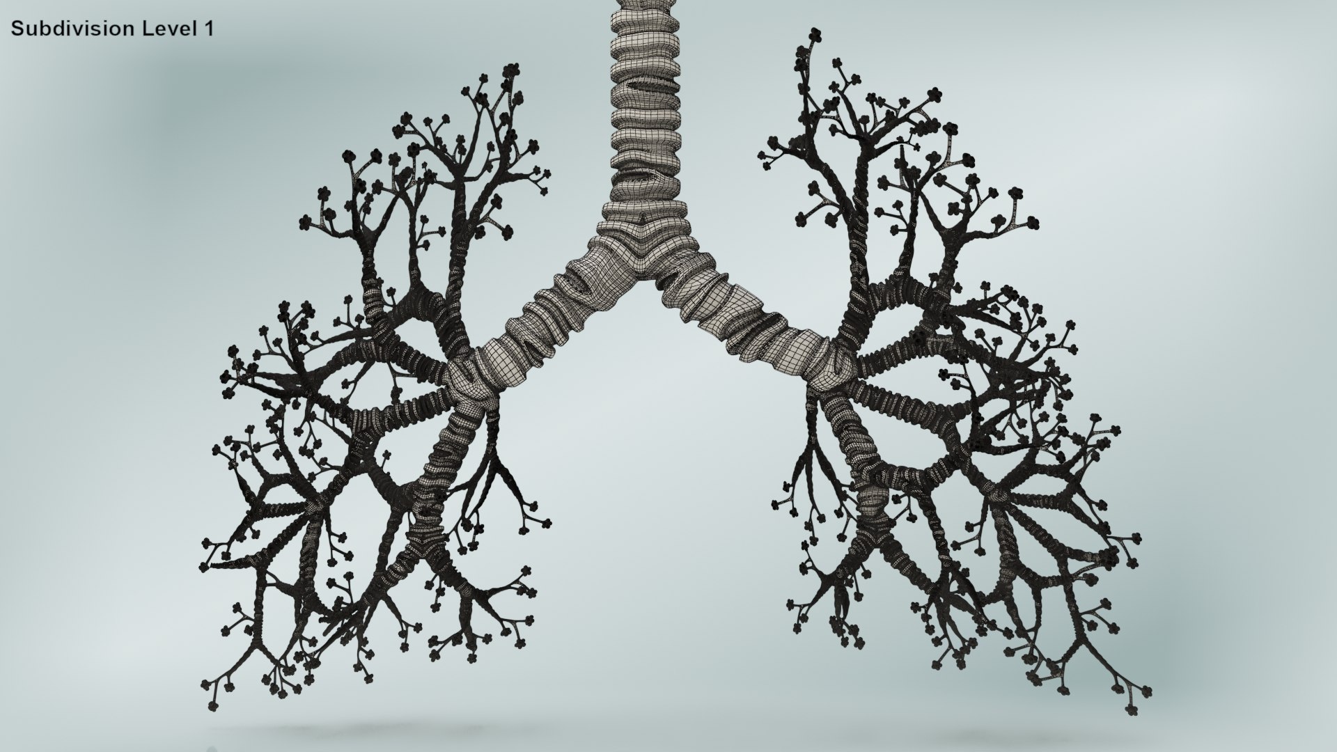 3D lungs bronchial tree bronchus - TurboSquid 1663609