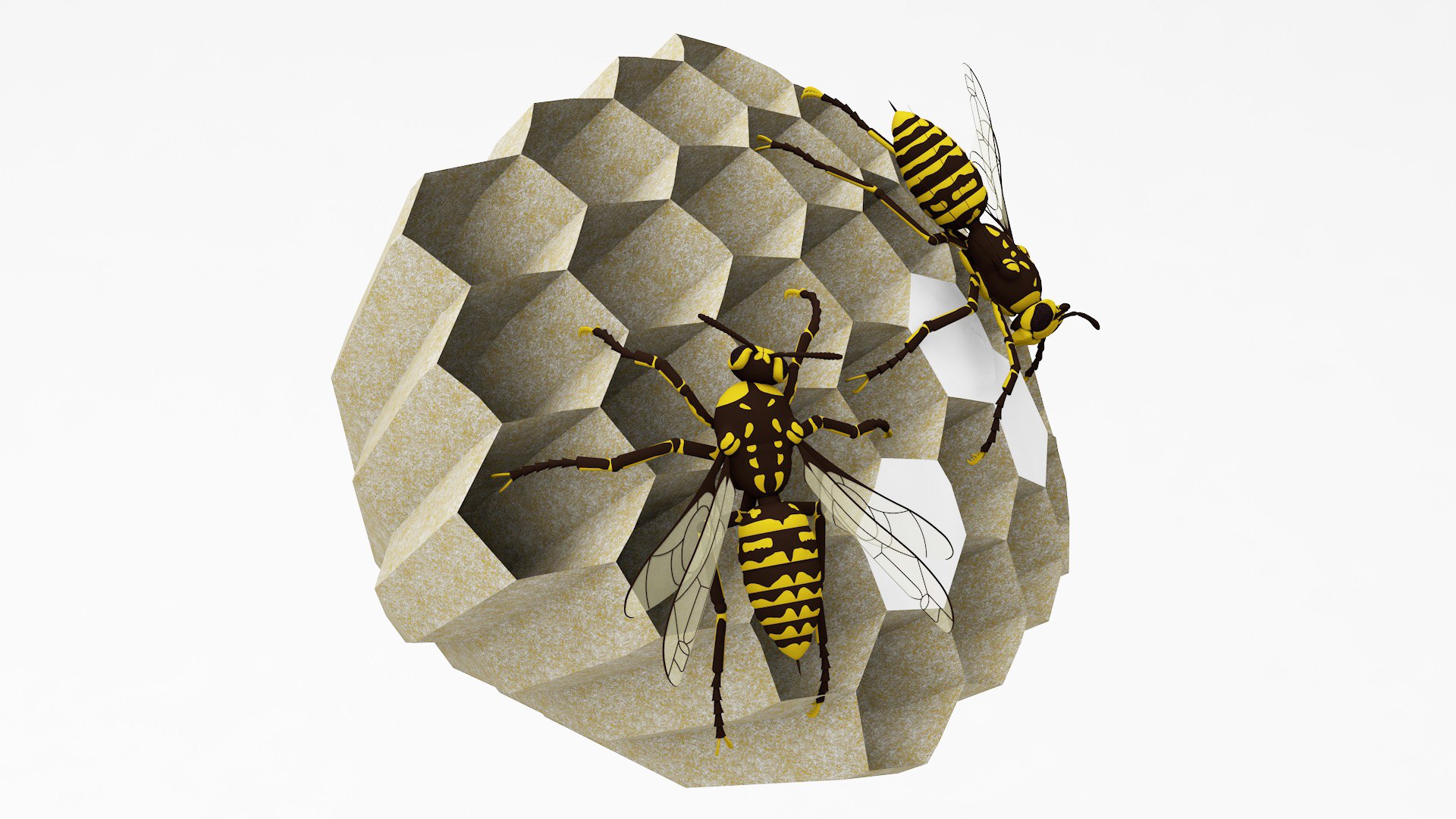Wasp Nest 3D model - TurboSquid 2037665
