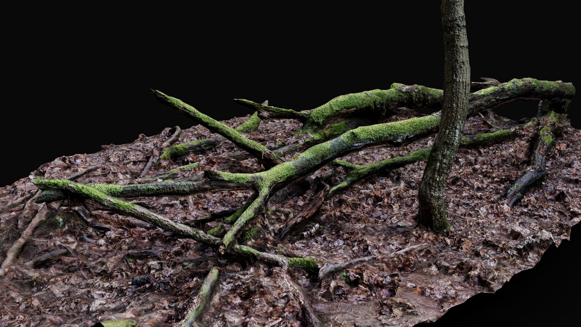 Forest Ground Tree Mossy Branches Debris Pt6 Photogrammetry 3D Model ...