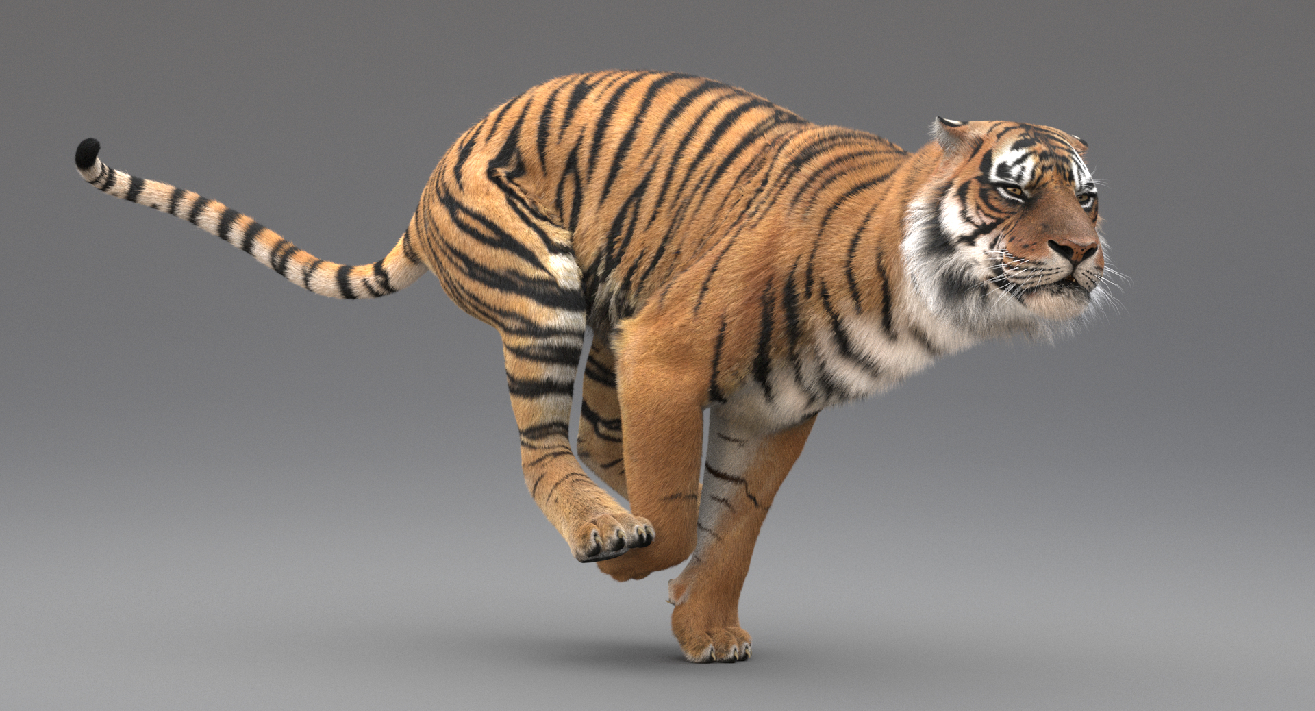 realistic rigged tiger fur 3d max
