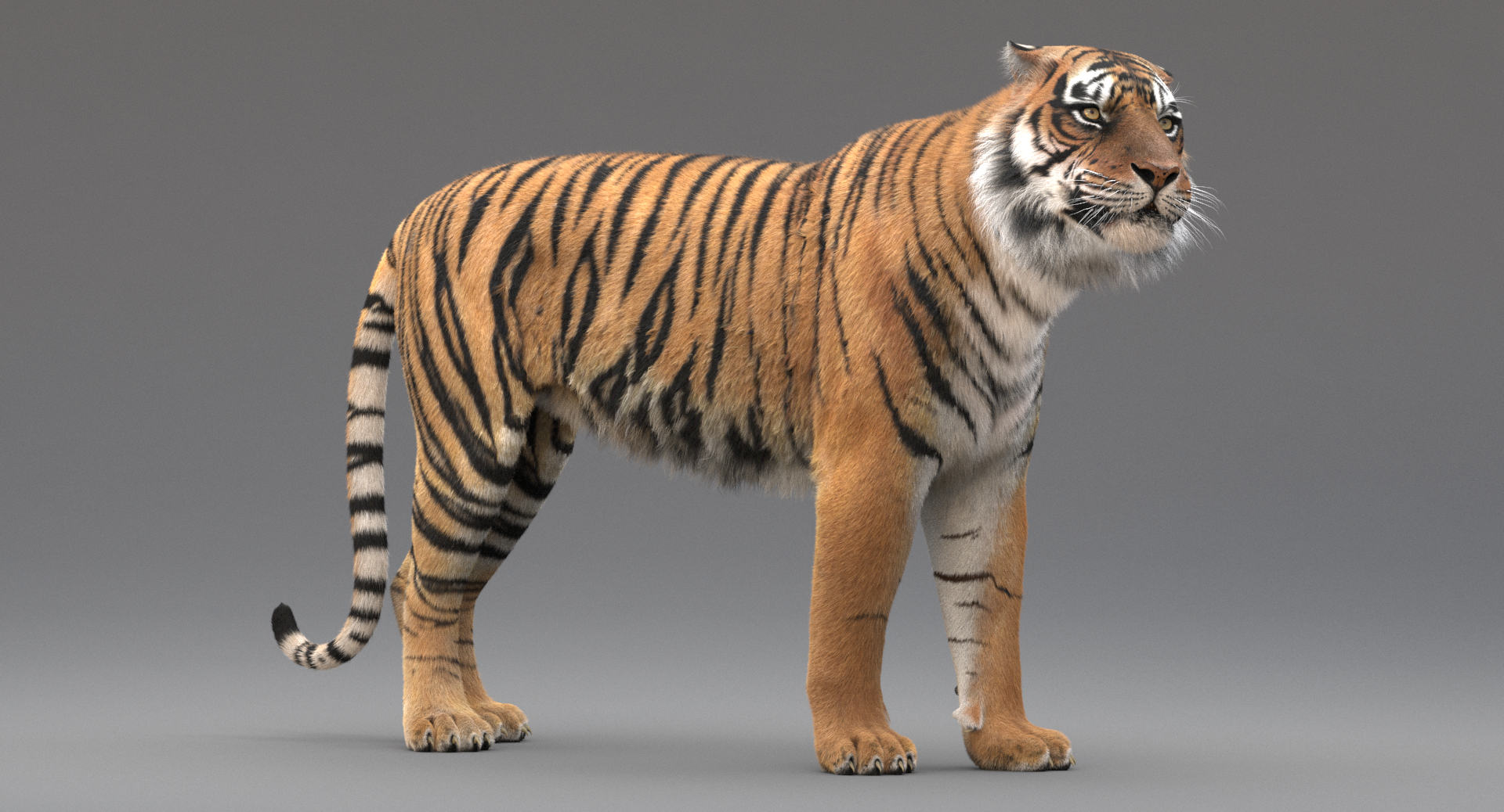 realistic rigged tiger fur 3d max