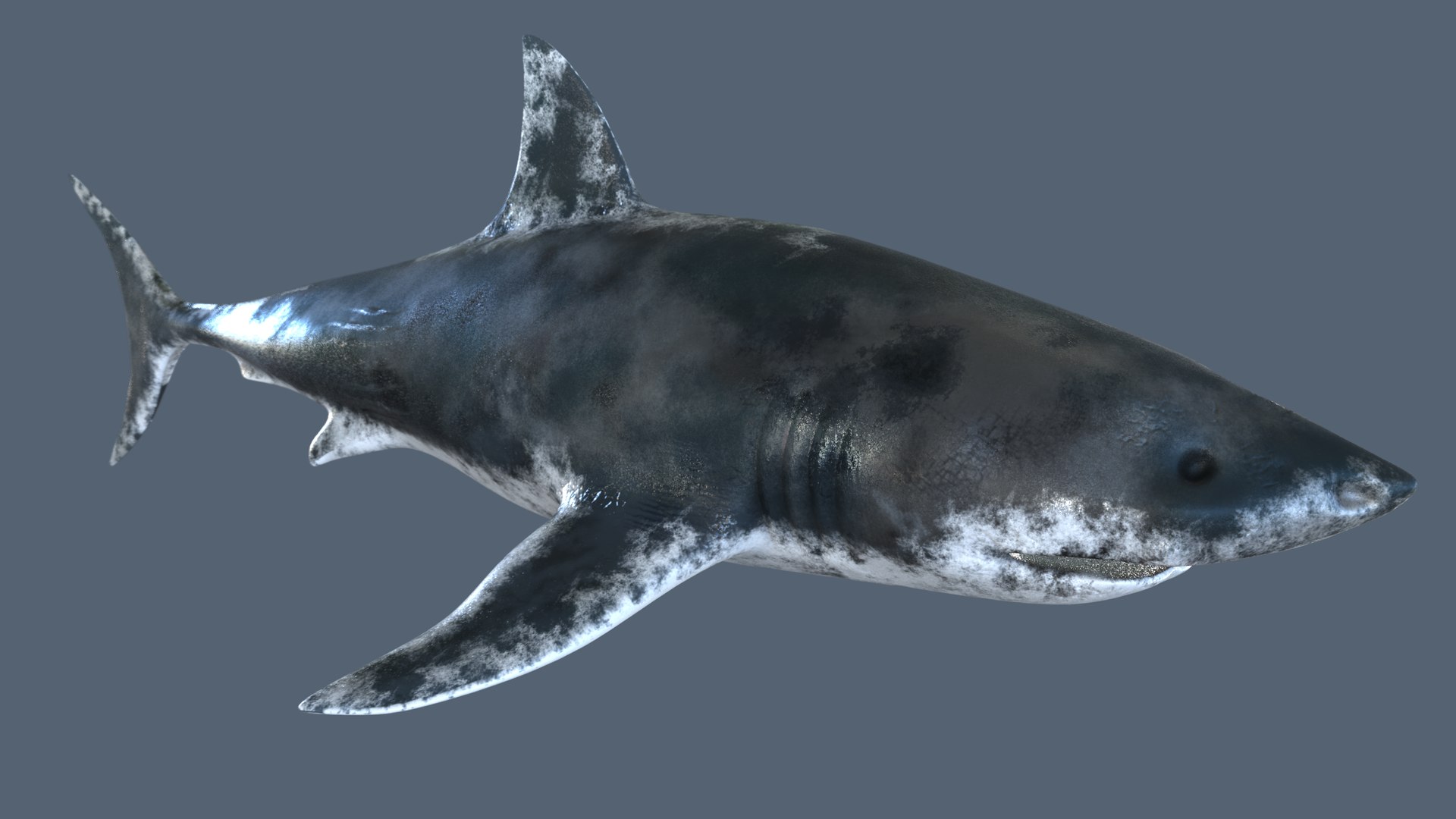 3d Shark Model