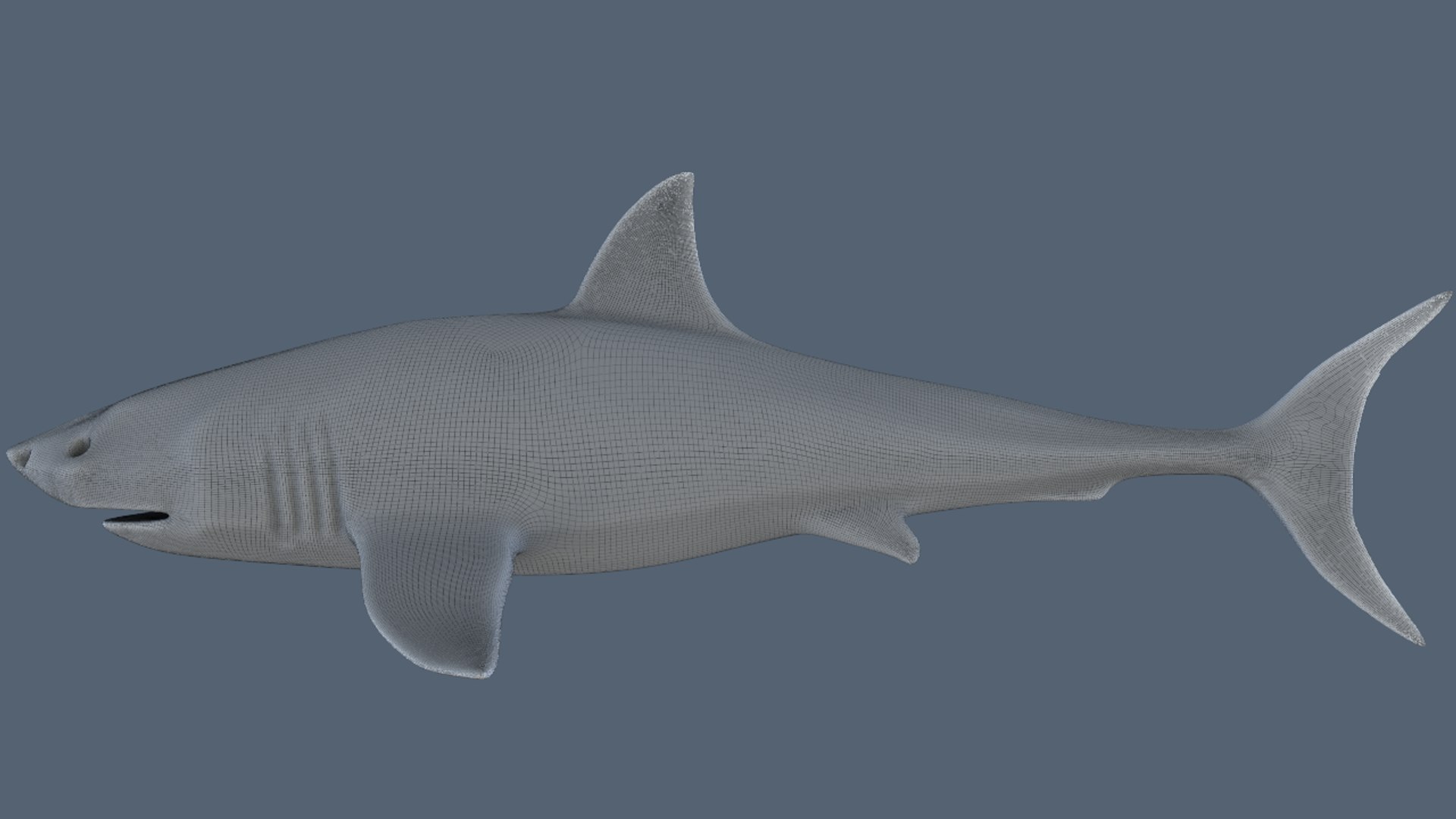 3d Shark Model