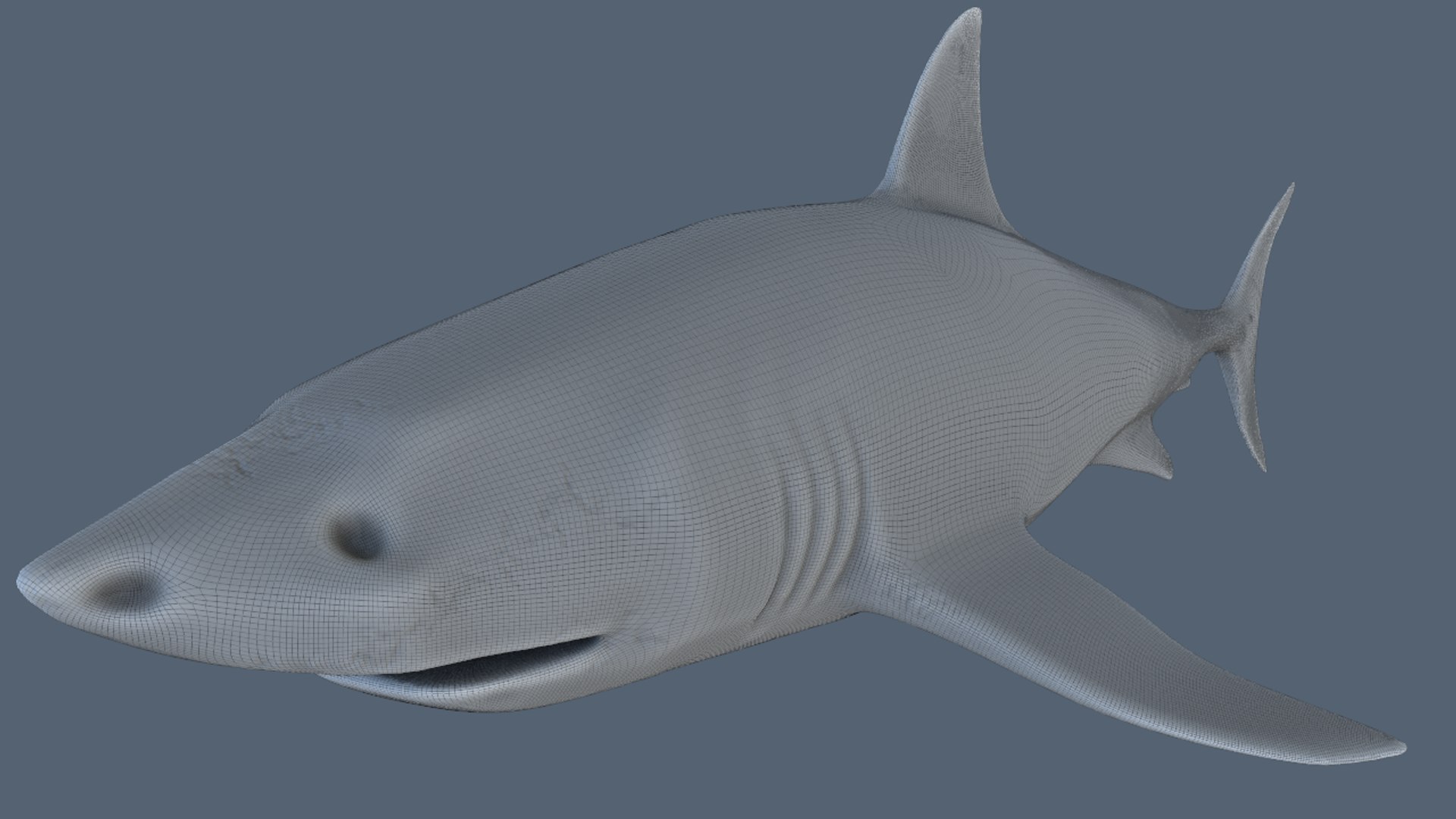 3d Shark Model