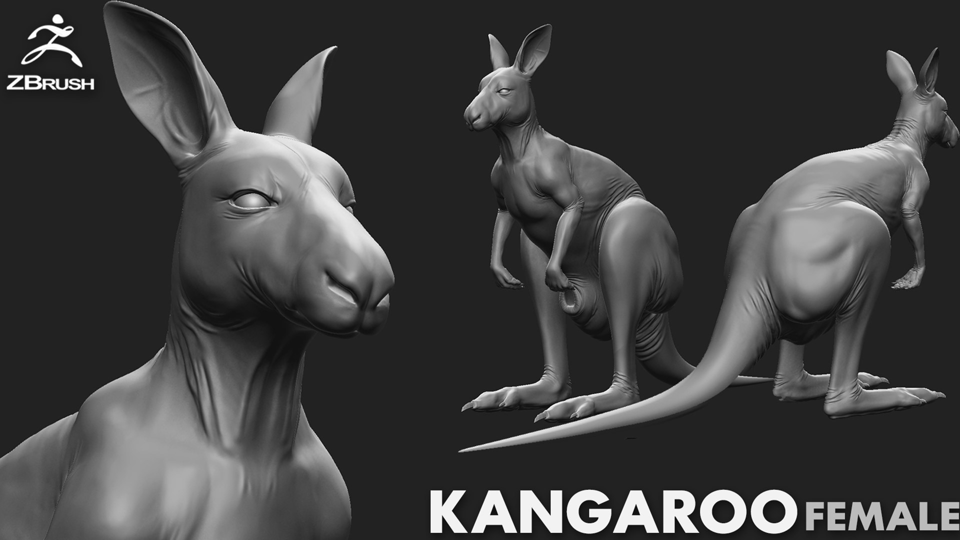 Kangaroo Female 3D Model - TurboSquid 2239466