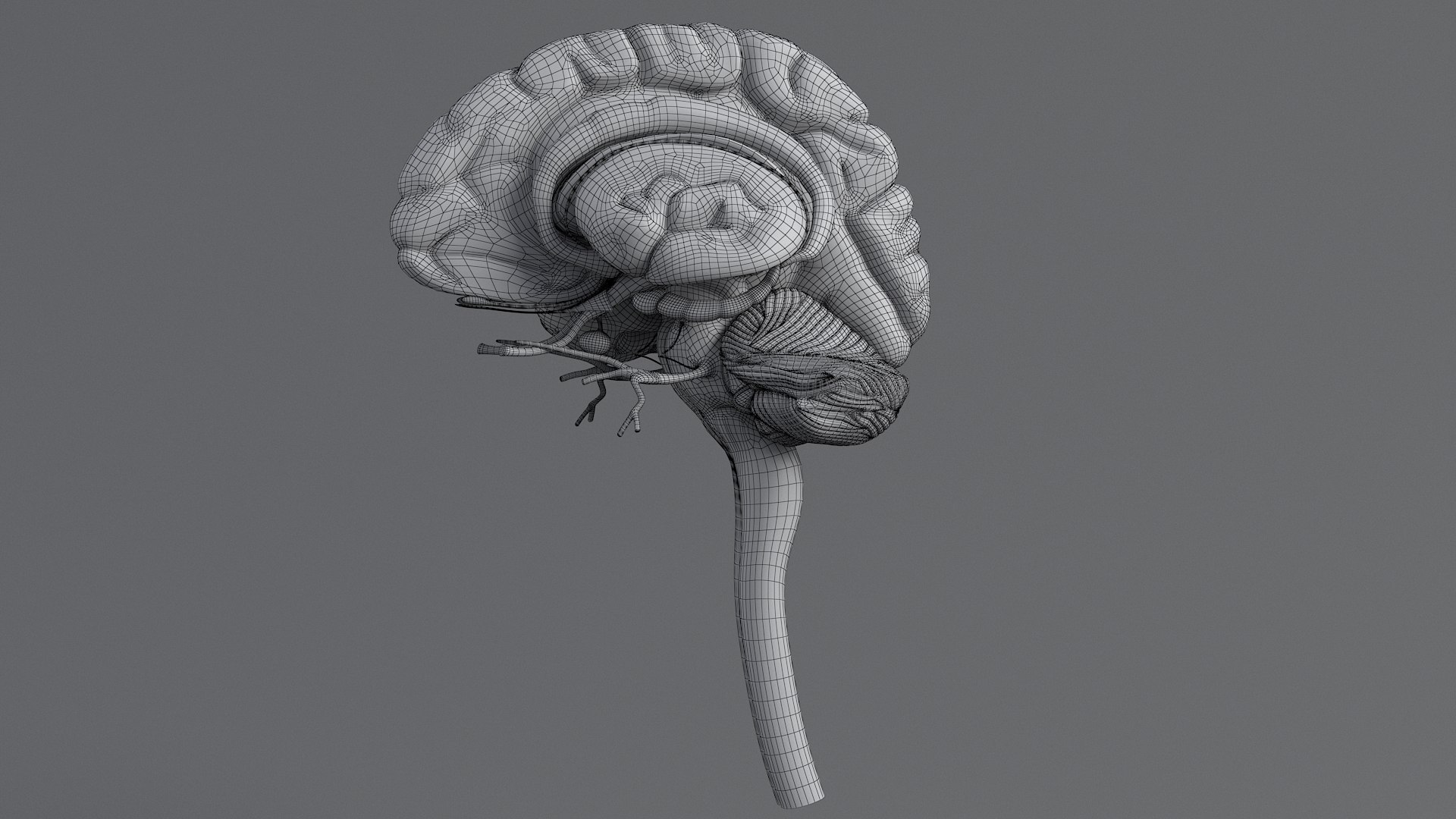 3D human brain anatomy - TurboSquid 1562221
