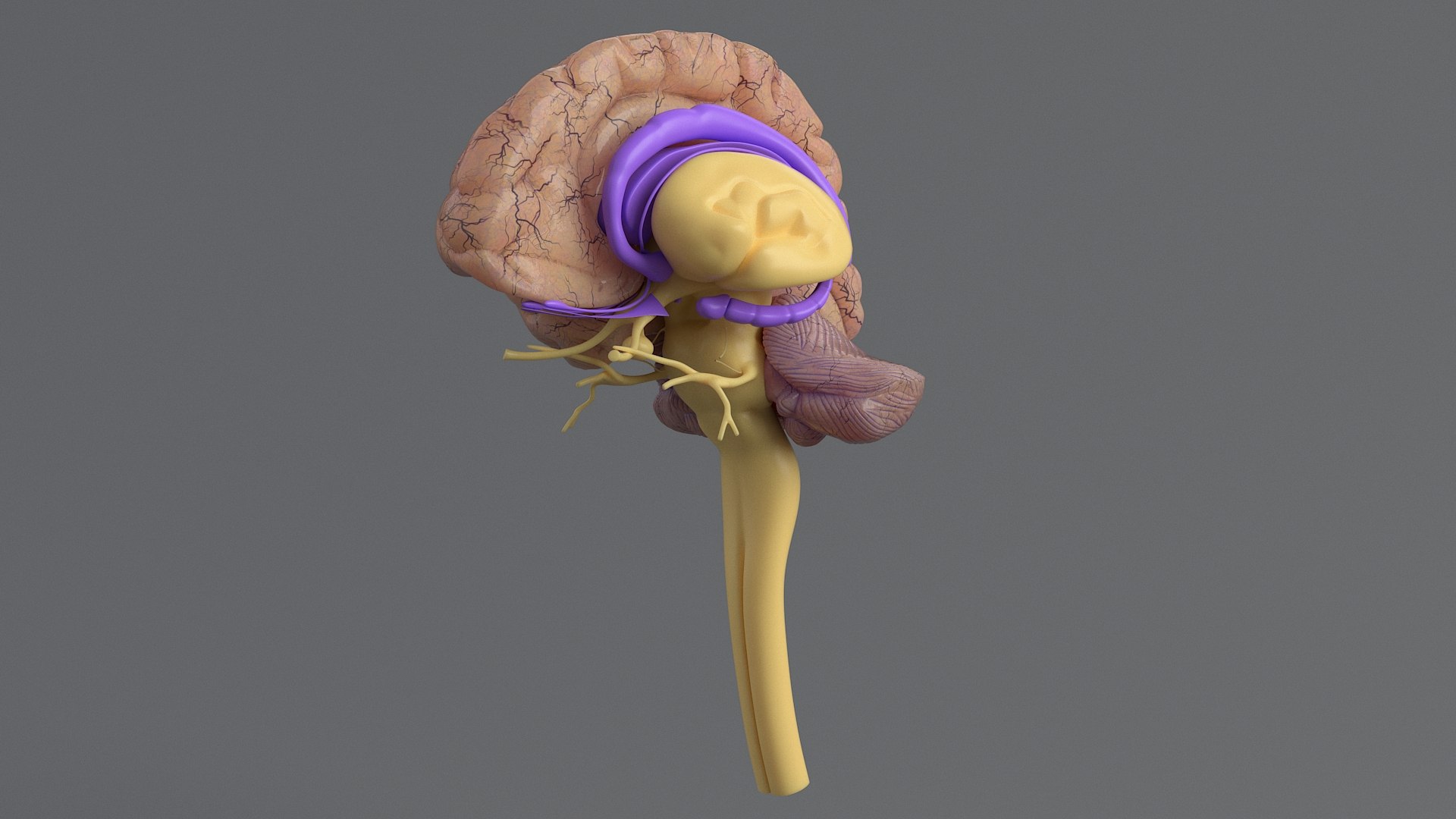 3D Human Brain Anatomy - TurboSquid 1562221