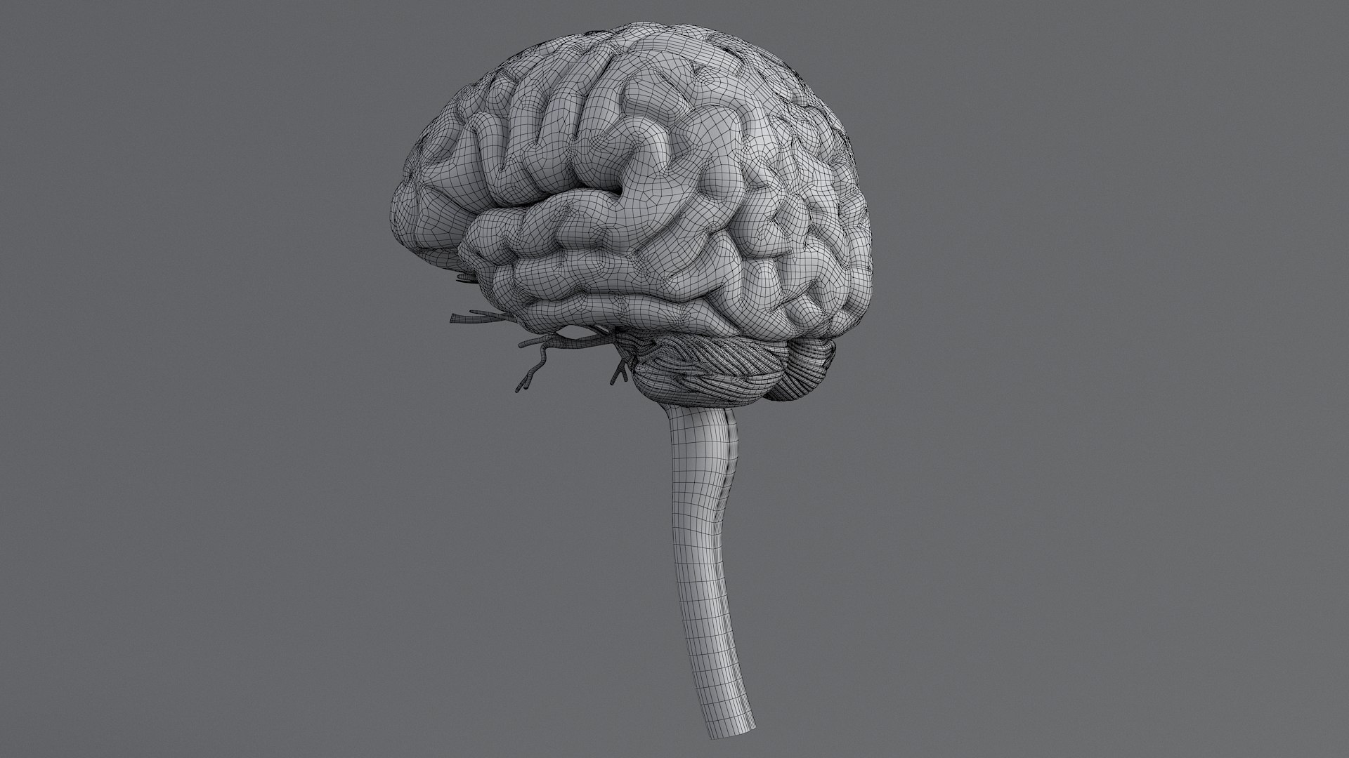 3D human brain anatomy - TurboSquid 1562221