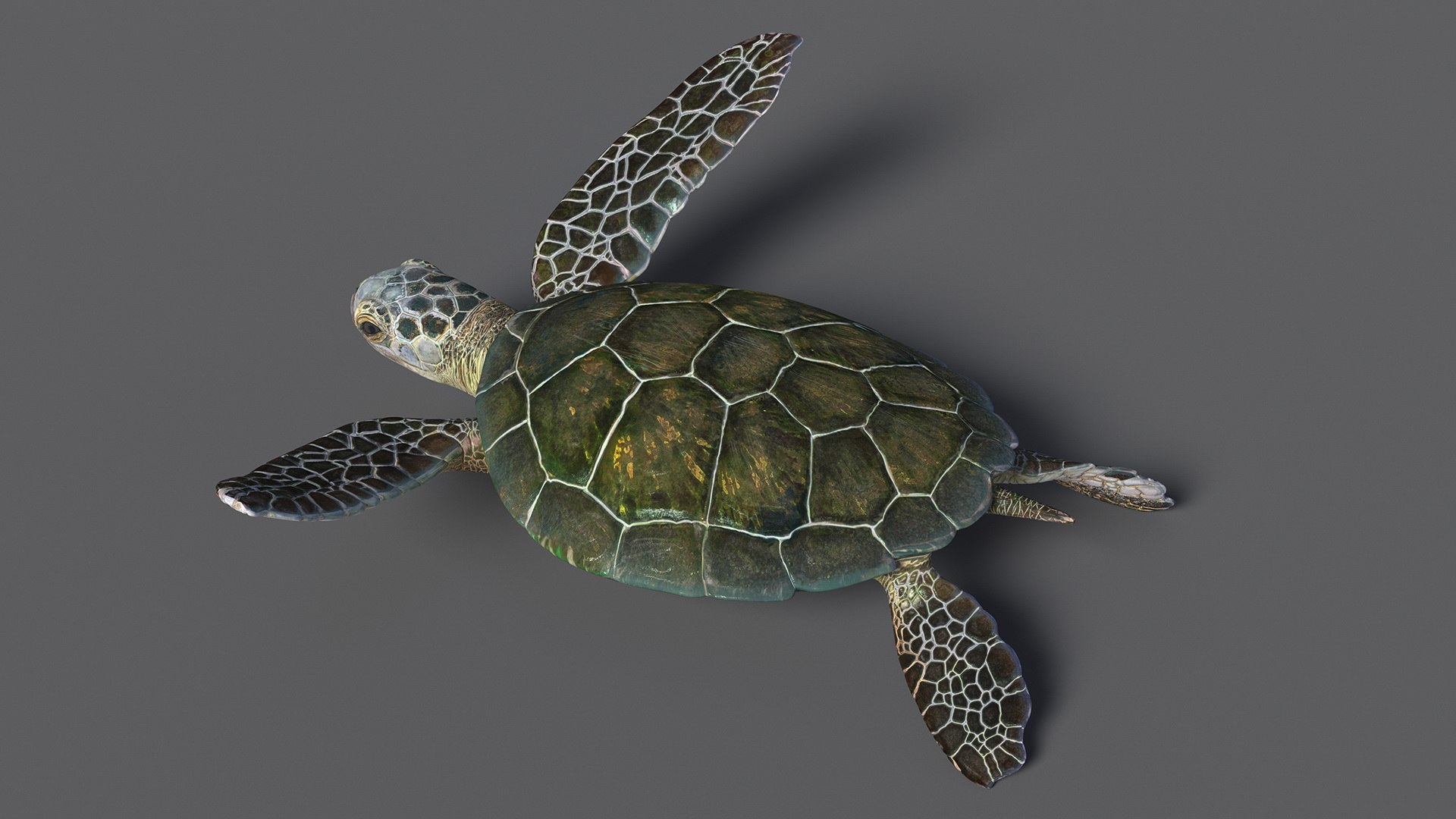 Realistic Sea Turtle 3D - TurboSquid 2191677