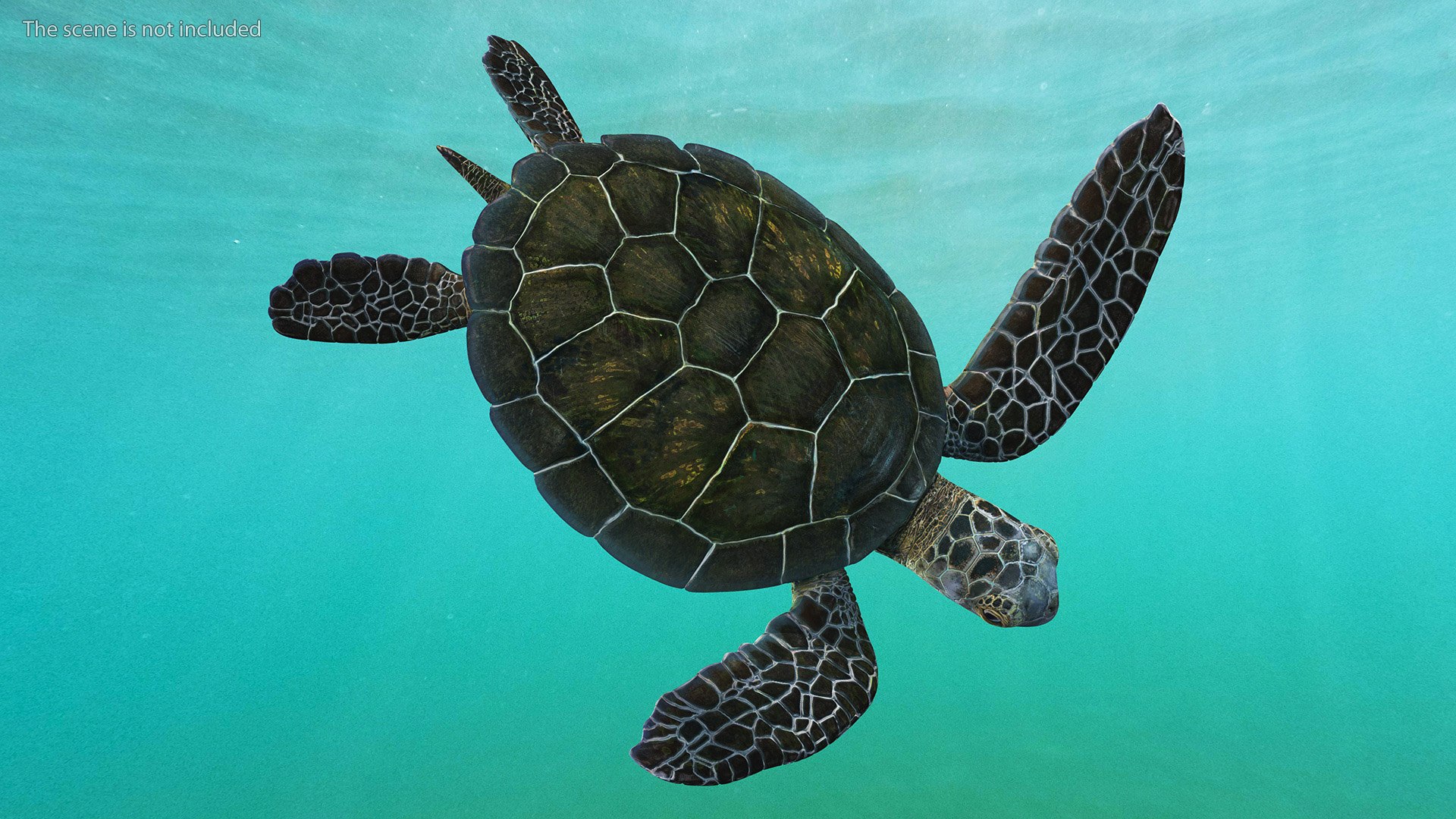 Realistic Sea Turtle 3D - TurboSquid 2191677