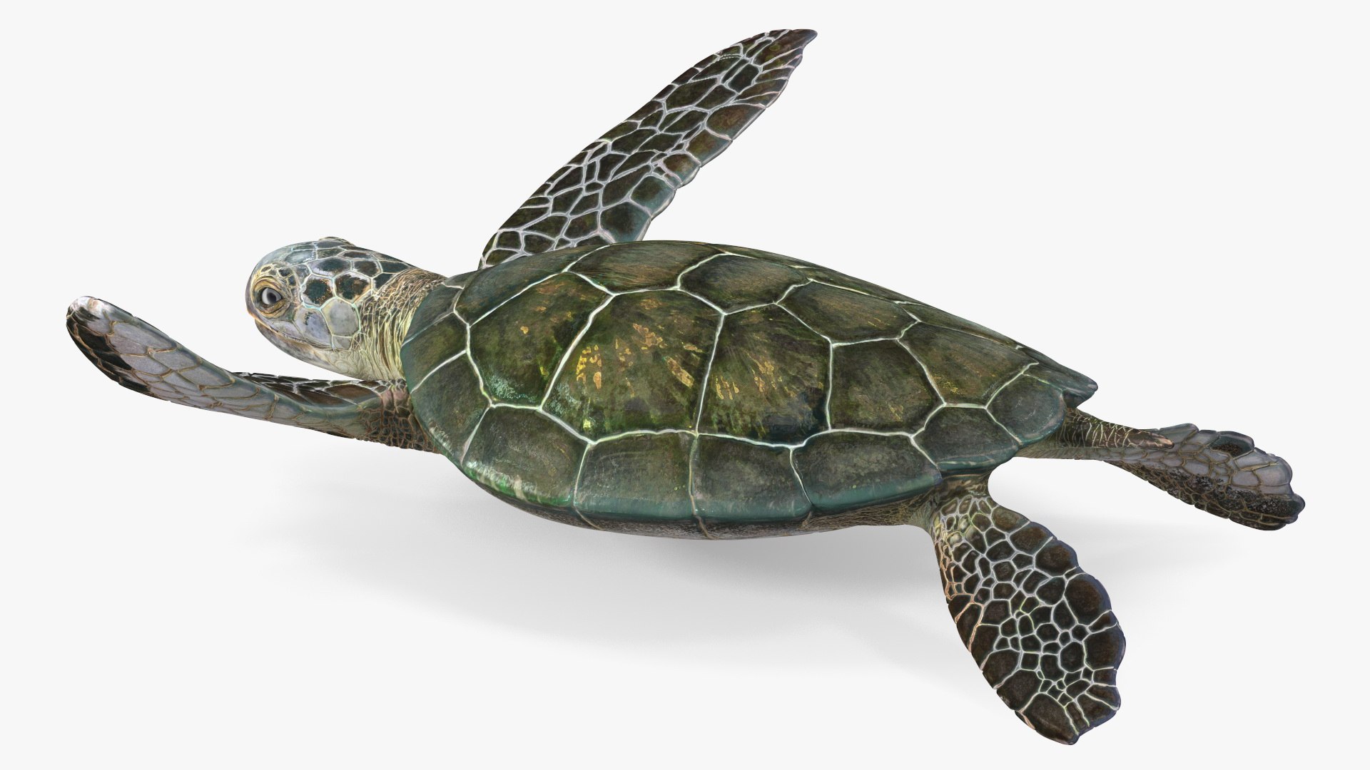 Realistic Sea Turtle 3D - TurboSquid 2191677
