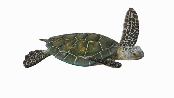 modelo 3d Tortuga Marina Realista - TurboSquid 2191677