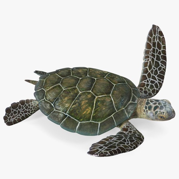 modelo 3d Tortuga Marina Realista - TurboSquid 2191677
