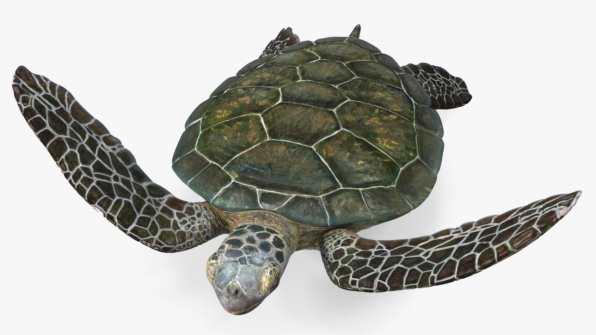 Realistic Sea Turtle 3D - TurboSquid 2191677