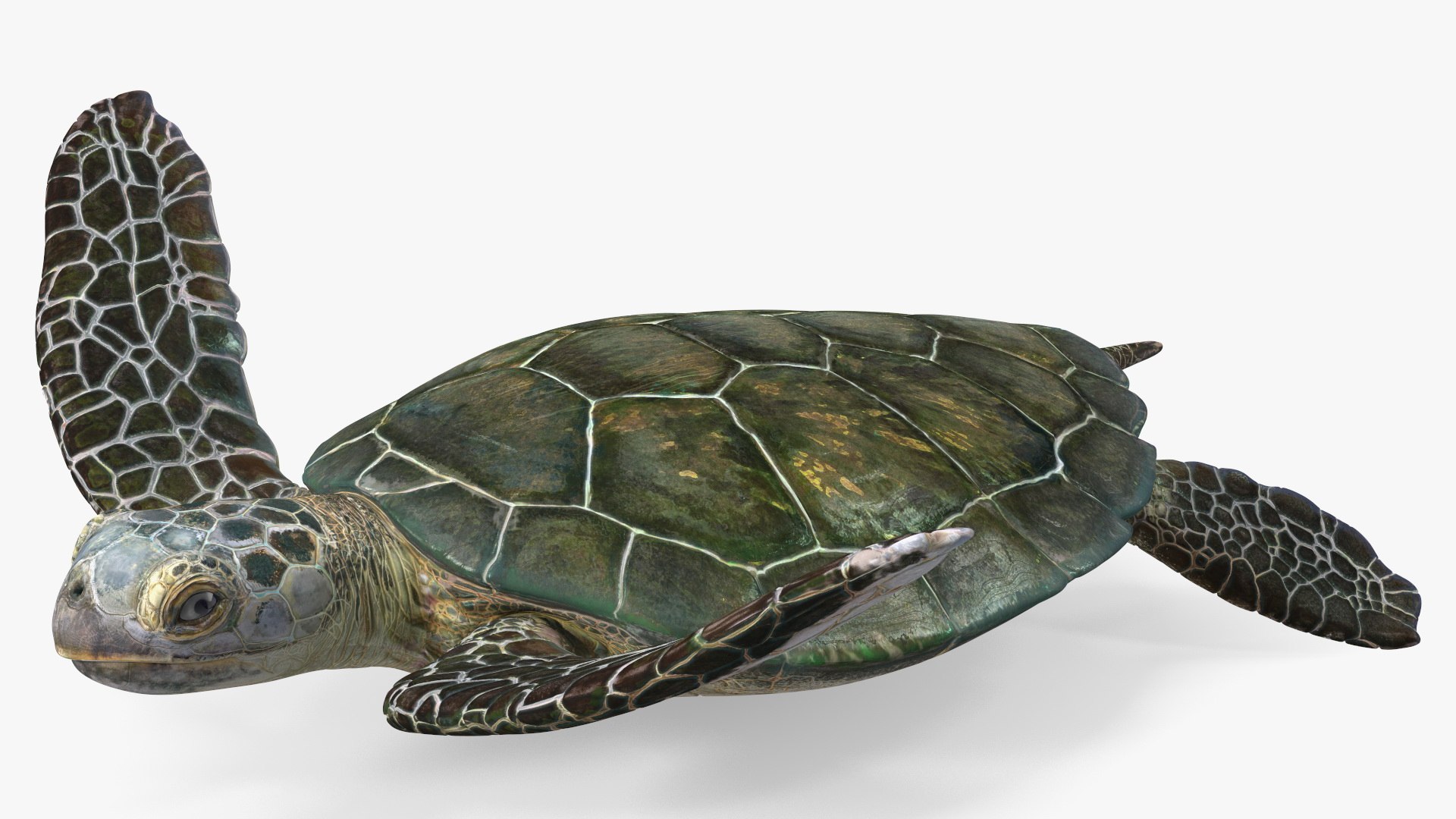 Realistic Sea Turtle 3D - TurboSquid 2191677