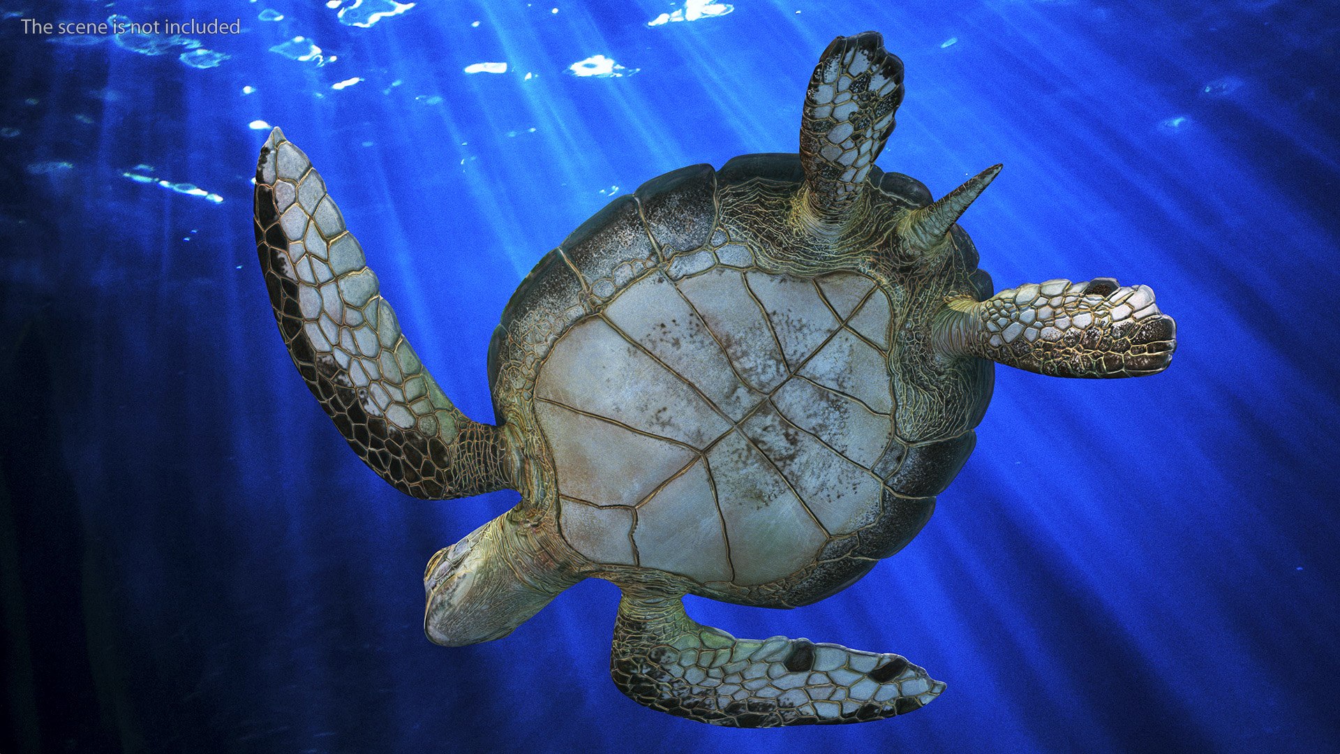 Realistic Sea Turtle 3D - TurboSquid 2191677