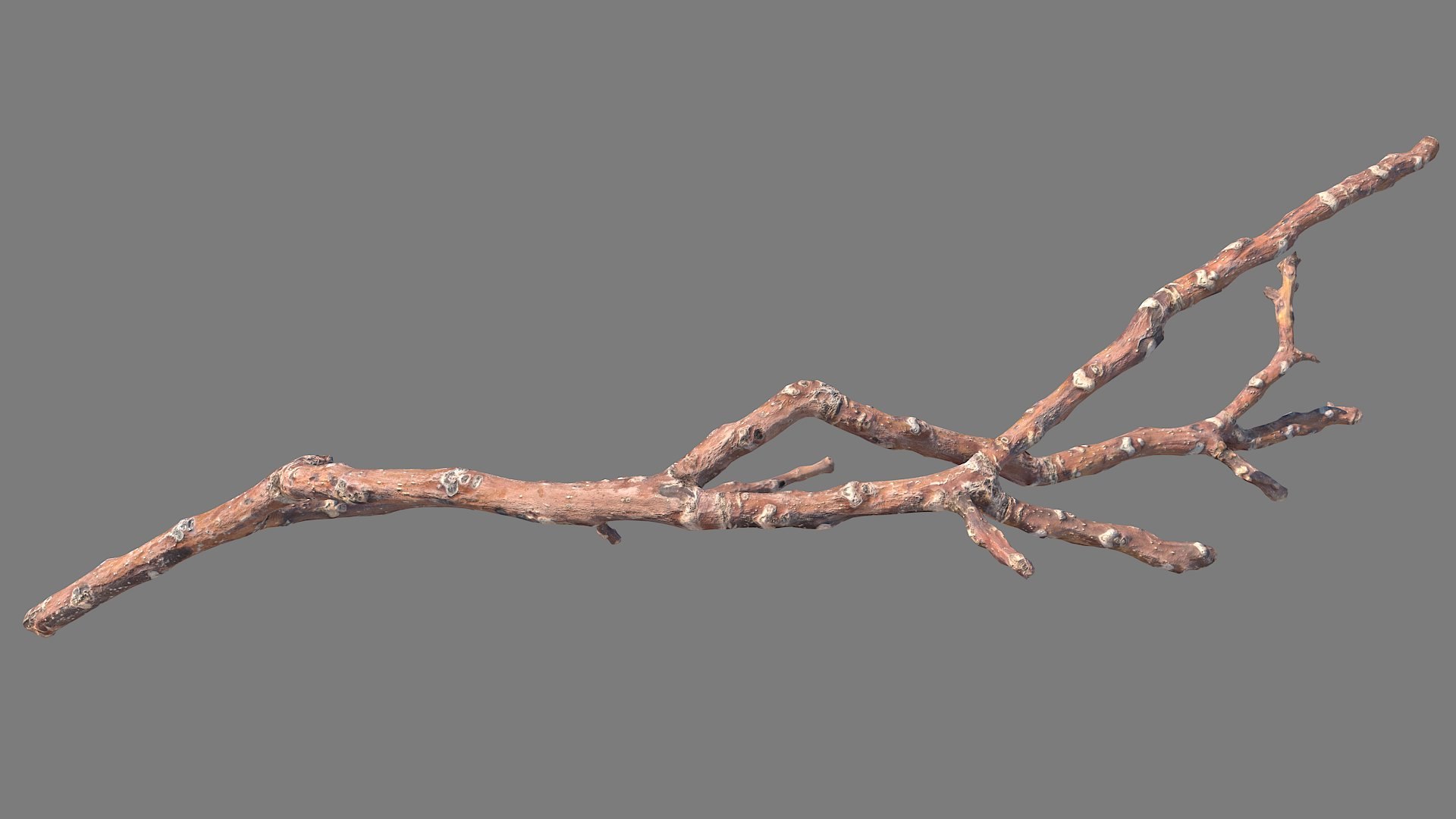Twig Scanned 18 3D Model - TurboSquid 2088555