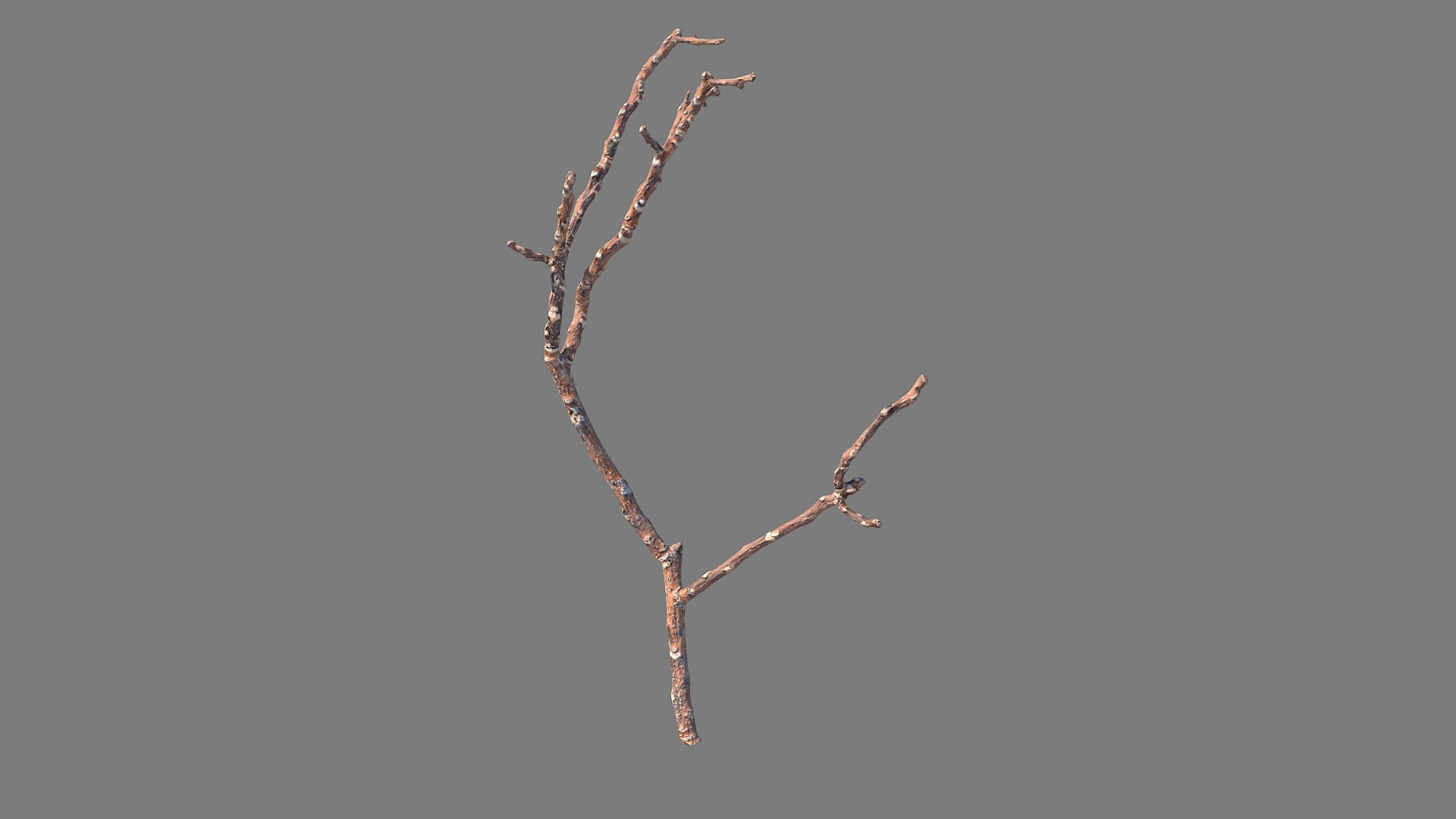 Twig Scanned 18 3D Model - TurboSquid 2088555