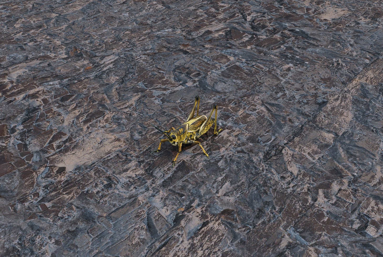 Grasshopper 3D Model - TurboSquid 2388042