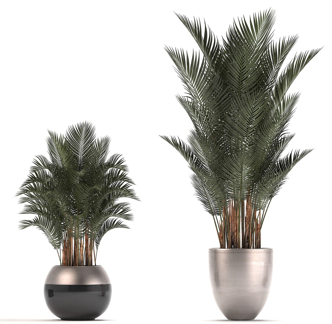 Decorative Palms Howea Plants 3D - TurboSquid 1386717