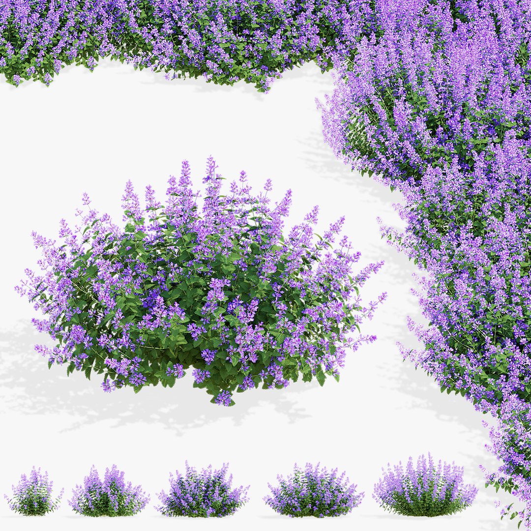 3D Nepeta Fassenii Flower 2 - TurboSquid 2080900