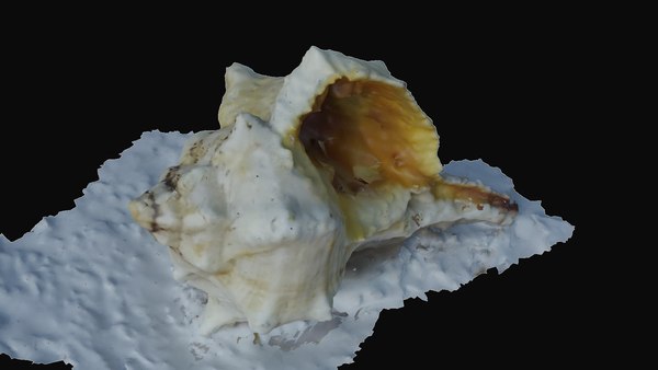3D model shell scan - TurboSquid 1455385