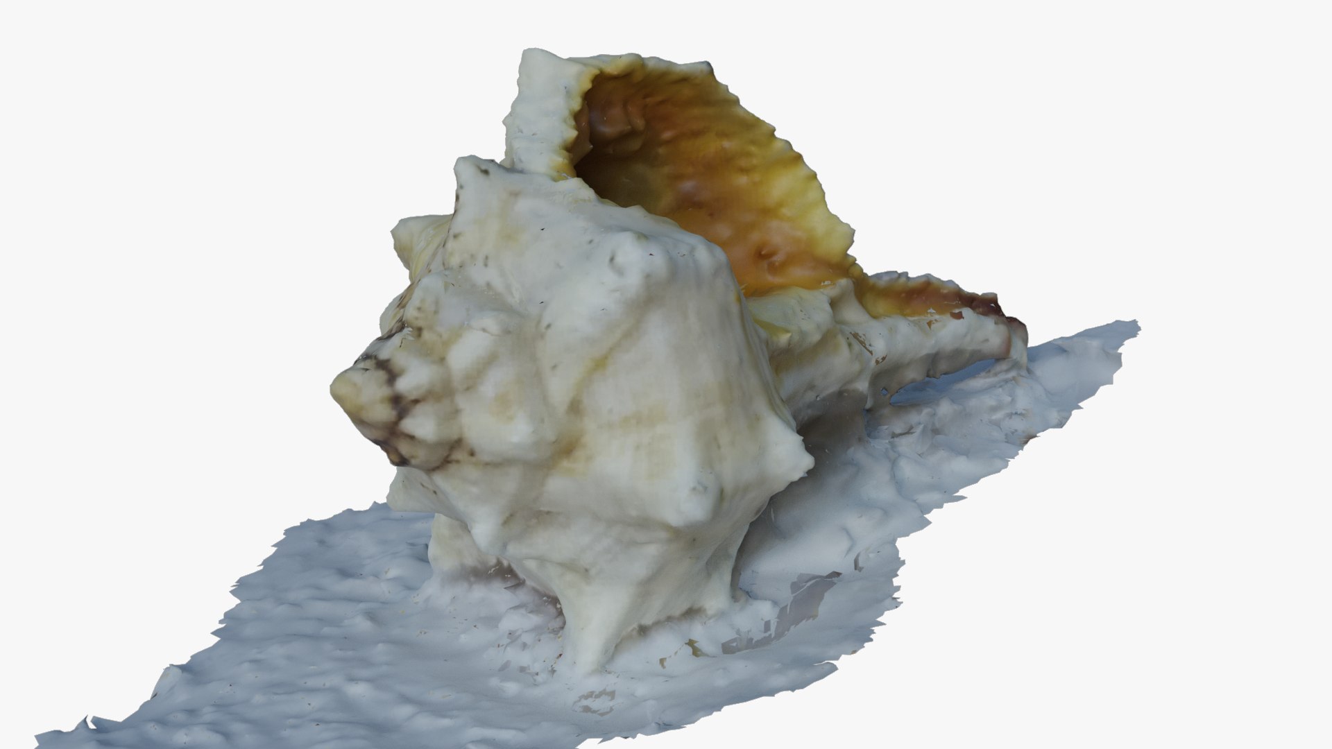 3D Model Shell Scan - TurboSquid 1455385