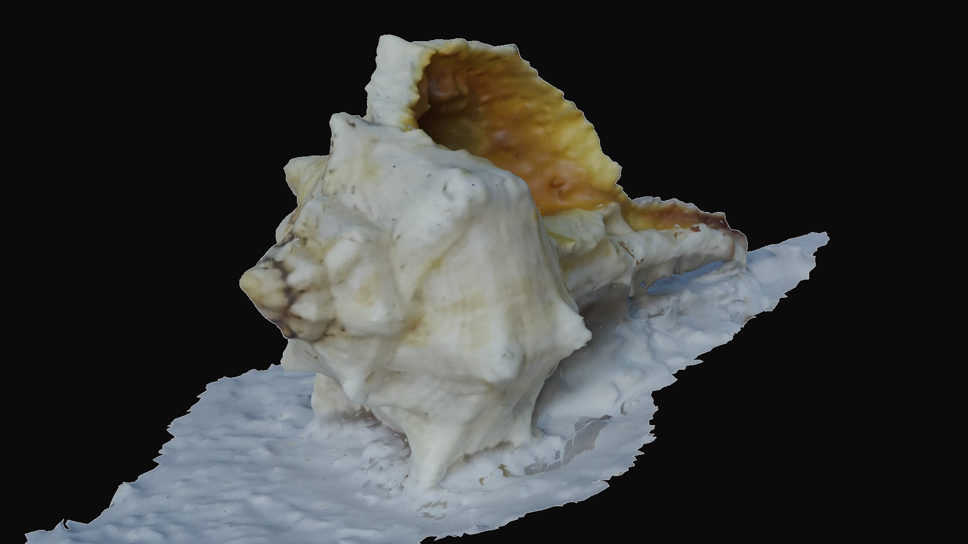 3D Model Shell Scan - TurboSquid 1455385