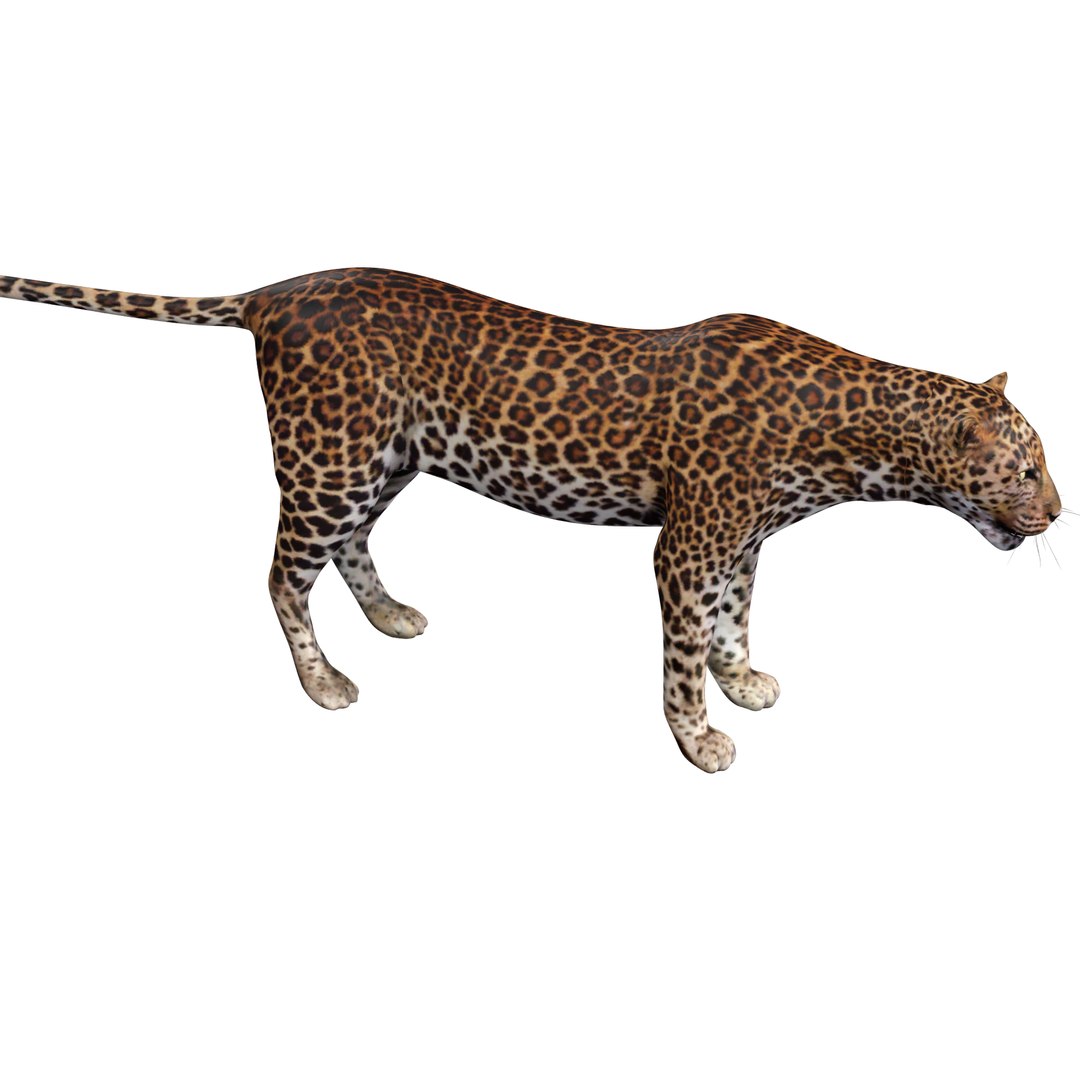 3D Leopard Model - TurboSquid 1832649