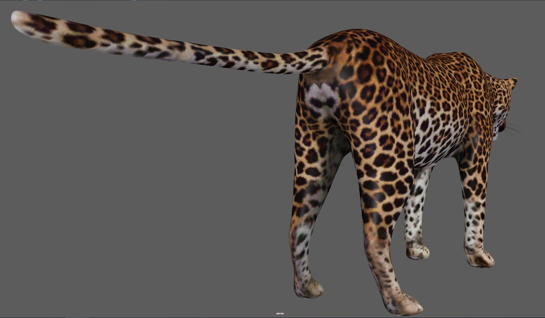 3D Leopard Model - TurboSquid 1832649