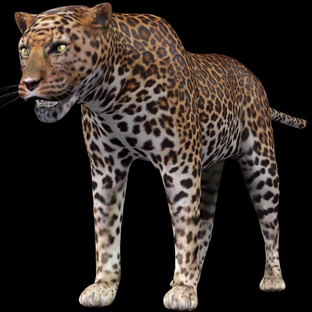 3D Leopard Model - TurboSquid 1832649