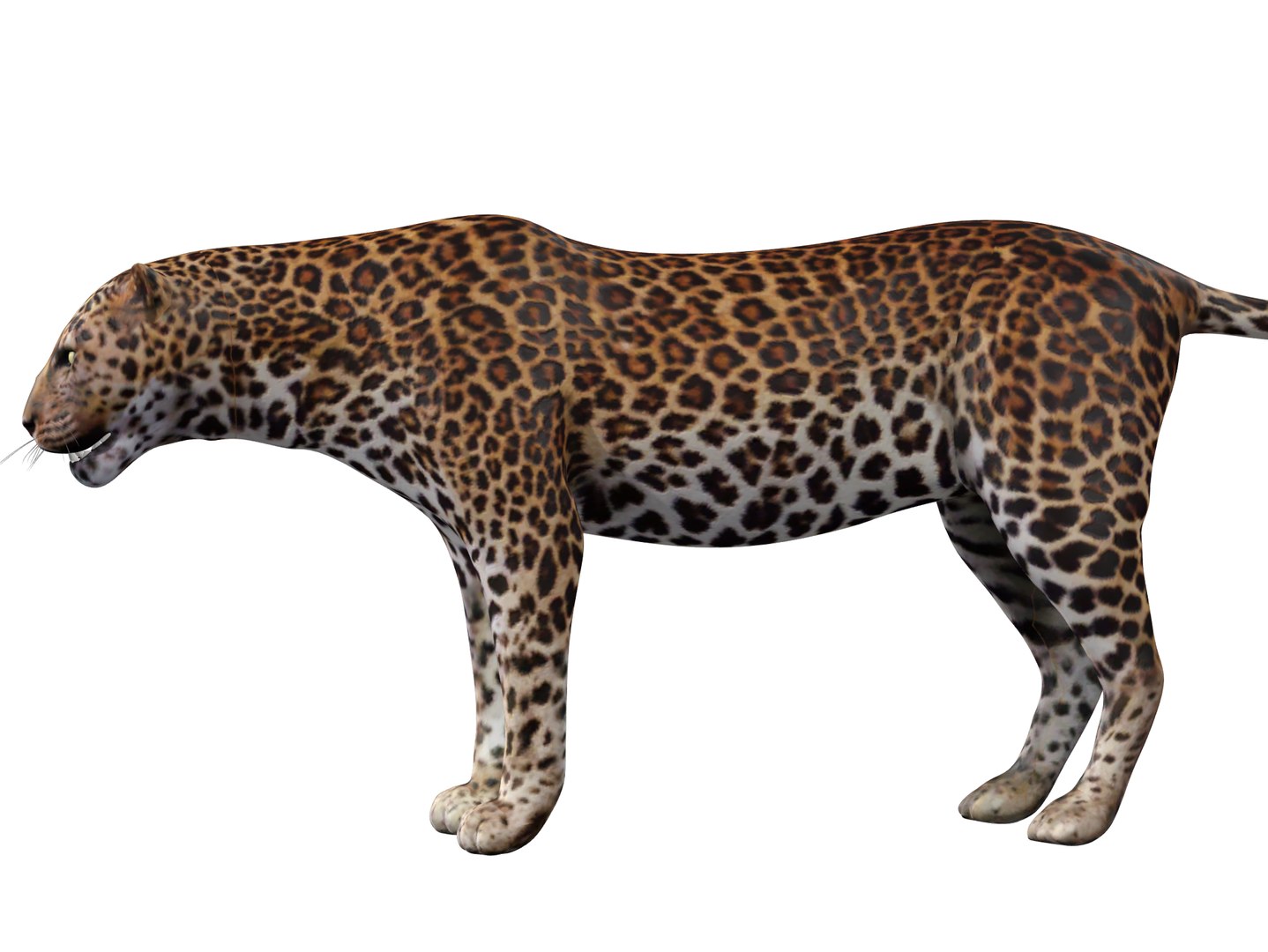 3D Leopard Model - TurboSquid 1832649