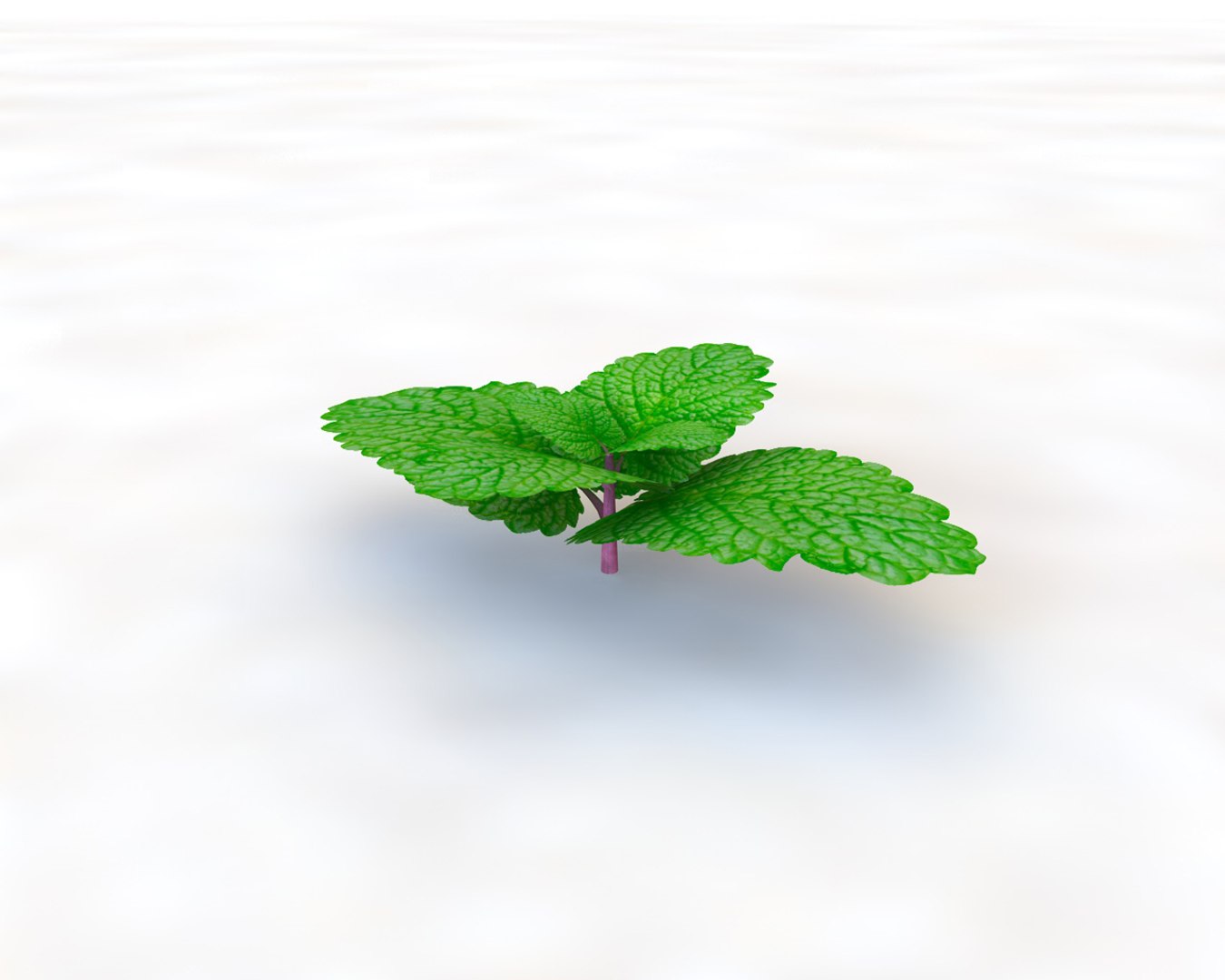 Mint 3D Model - TurboSquid 1544544