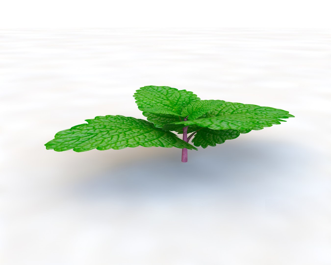 Mint 3D Model - TurboSquid 1544544