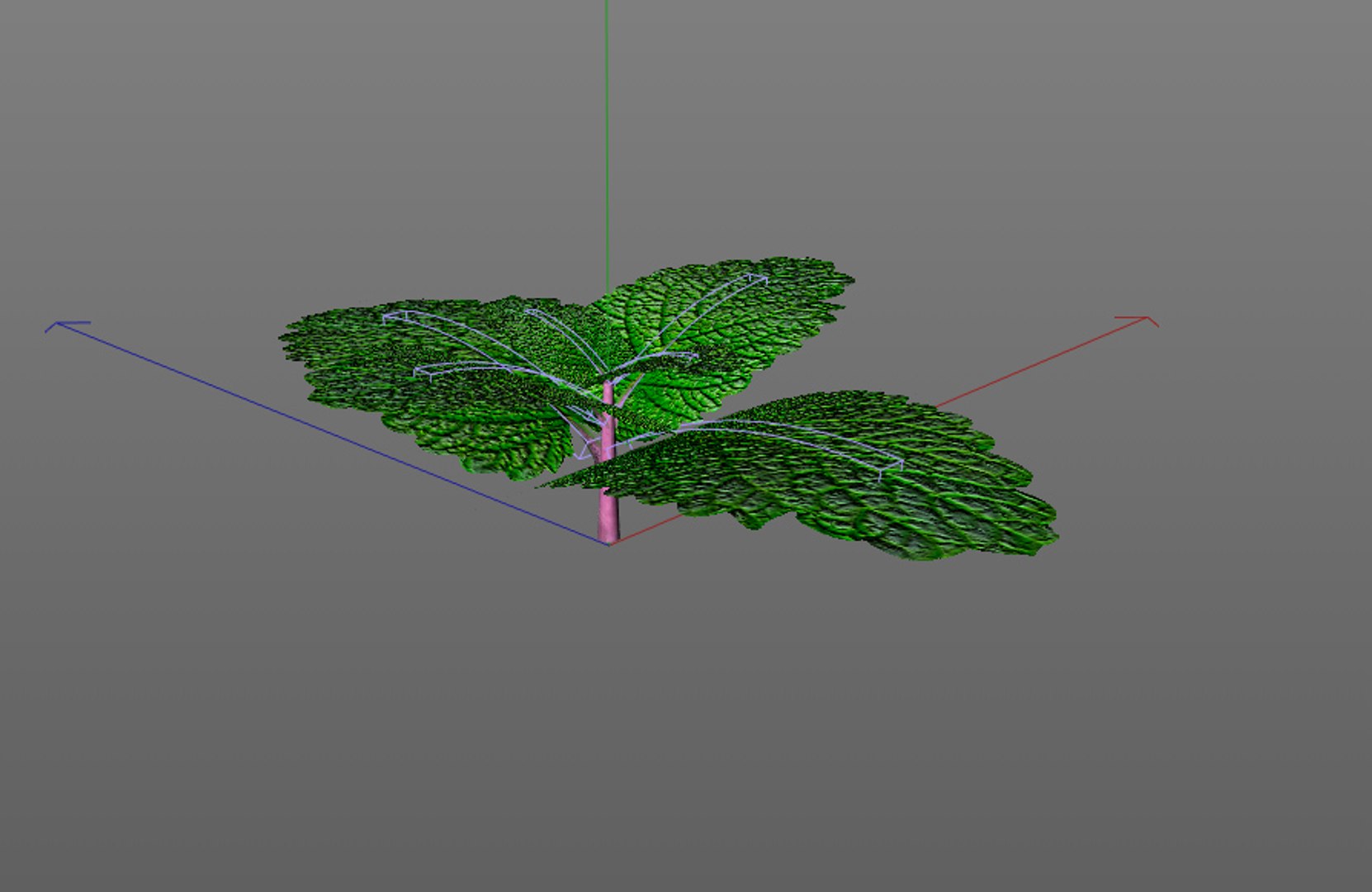 Mint 3D Model - TurboSquid 1544544