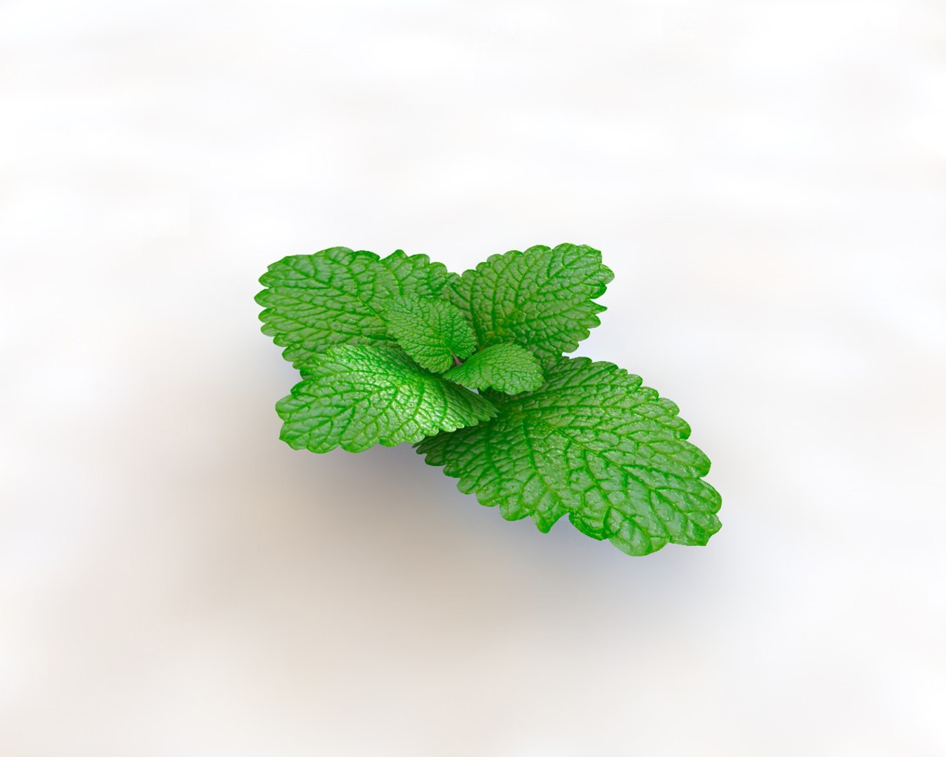 Mint 3D Model - TurboSquid 1544544