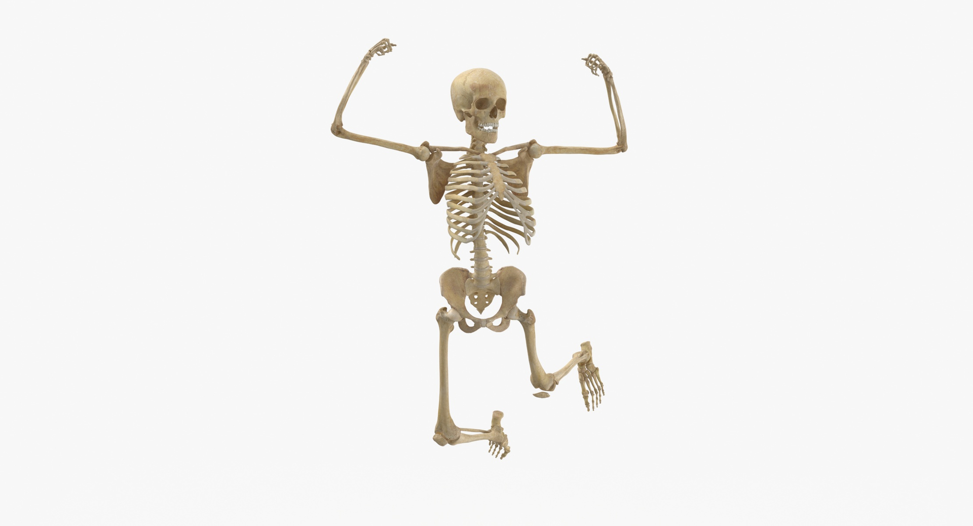 Human Female Skeleton Jumping Poses Collection 01 - 10 models 3D 모델 ...