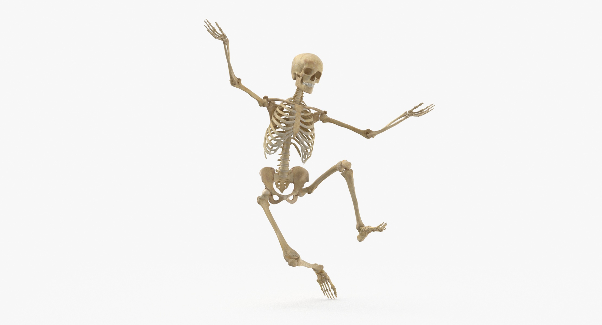 Human Female Skeleton Jumping Poses Collection 01 - 10 models 3D 모델 ...